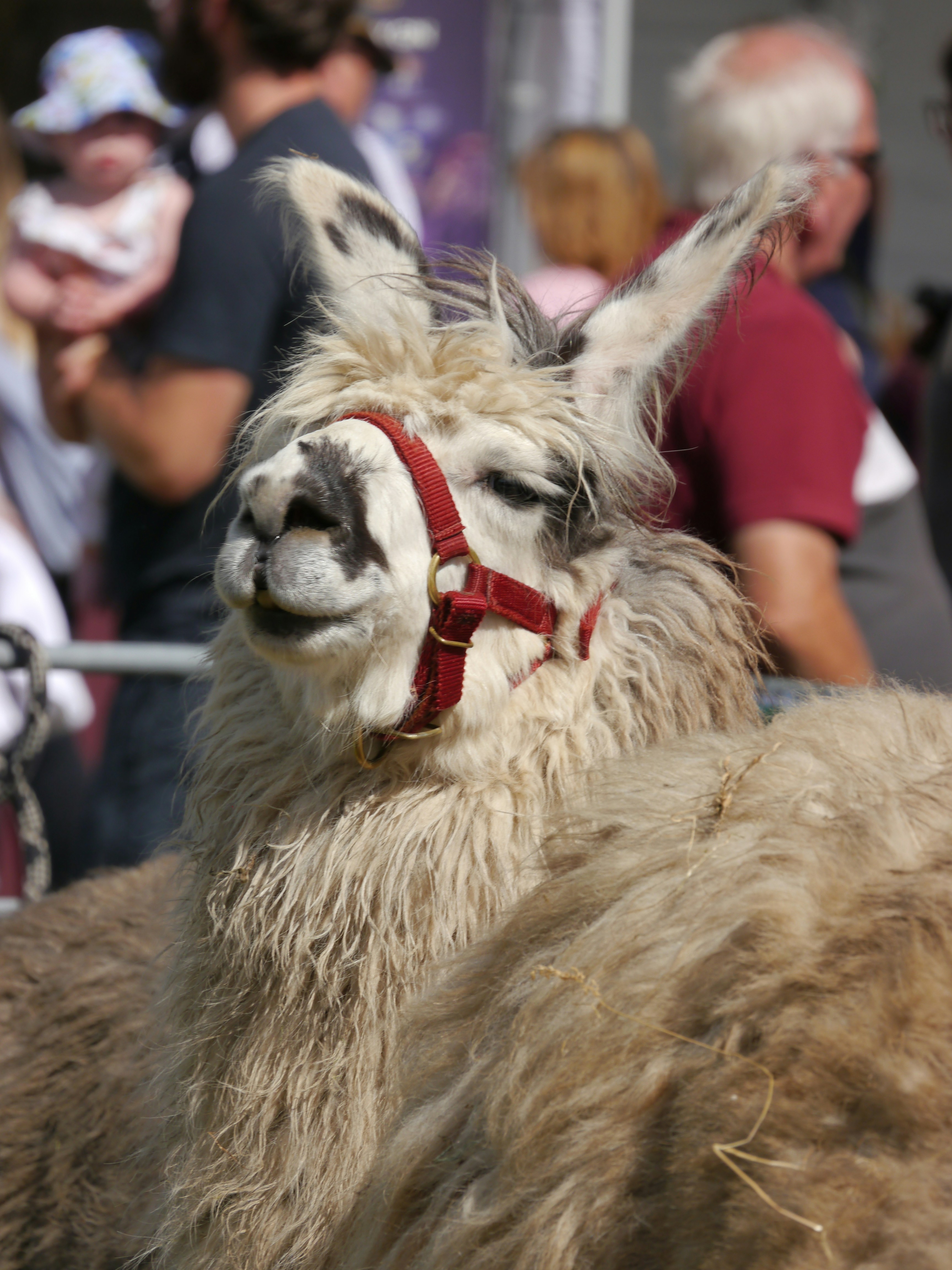 Grinning Llama at a bustling outdoor event