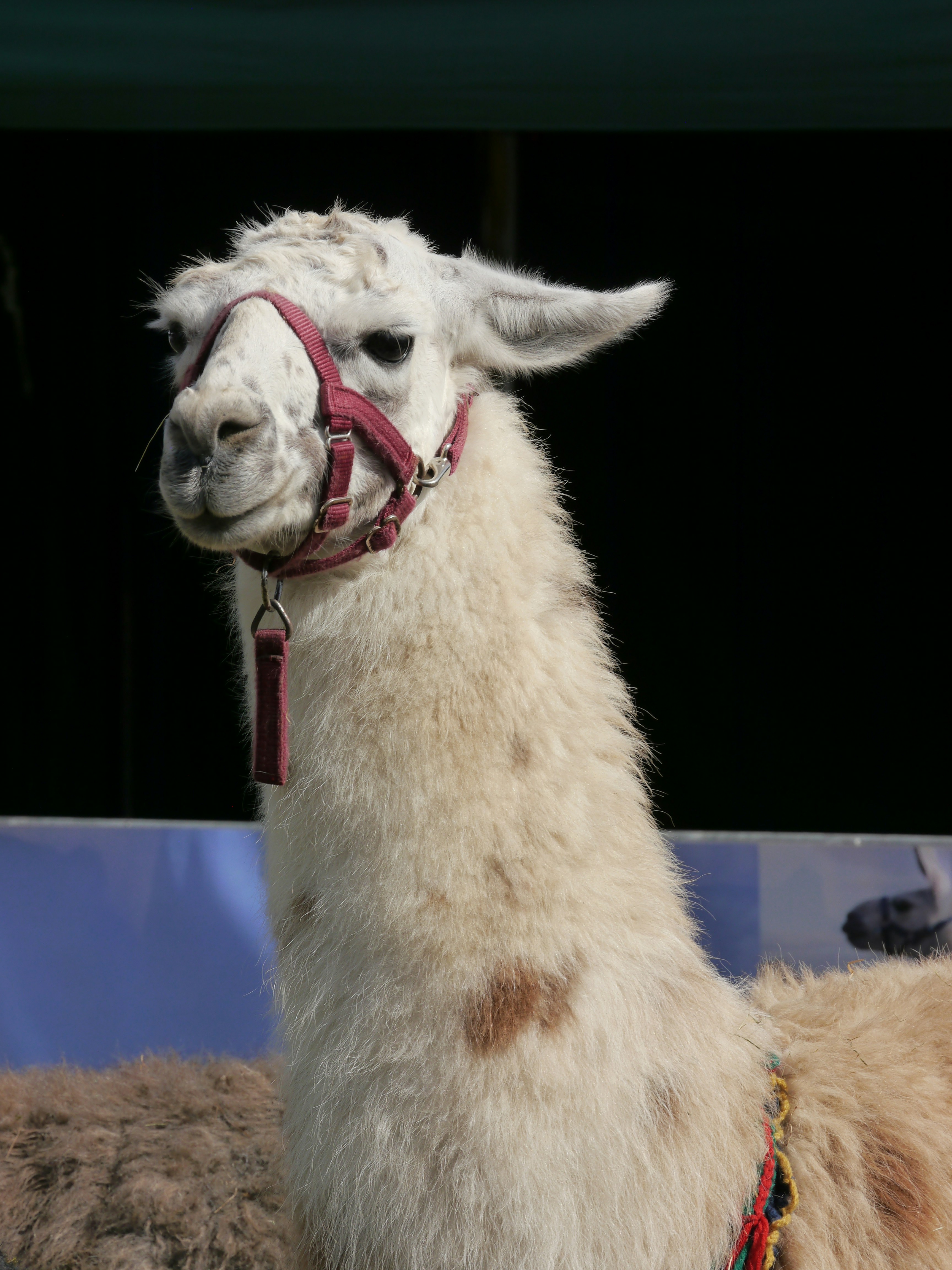 Alpaca Portrait: Quiet Confidence Under a Dark Backdrop