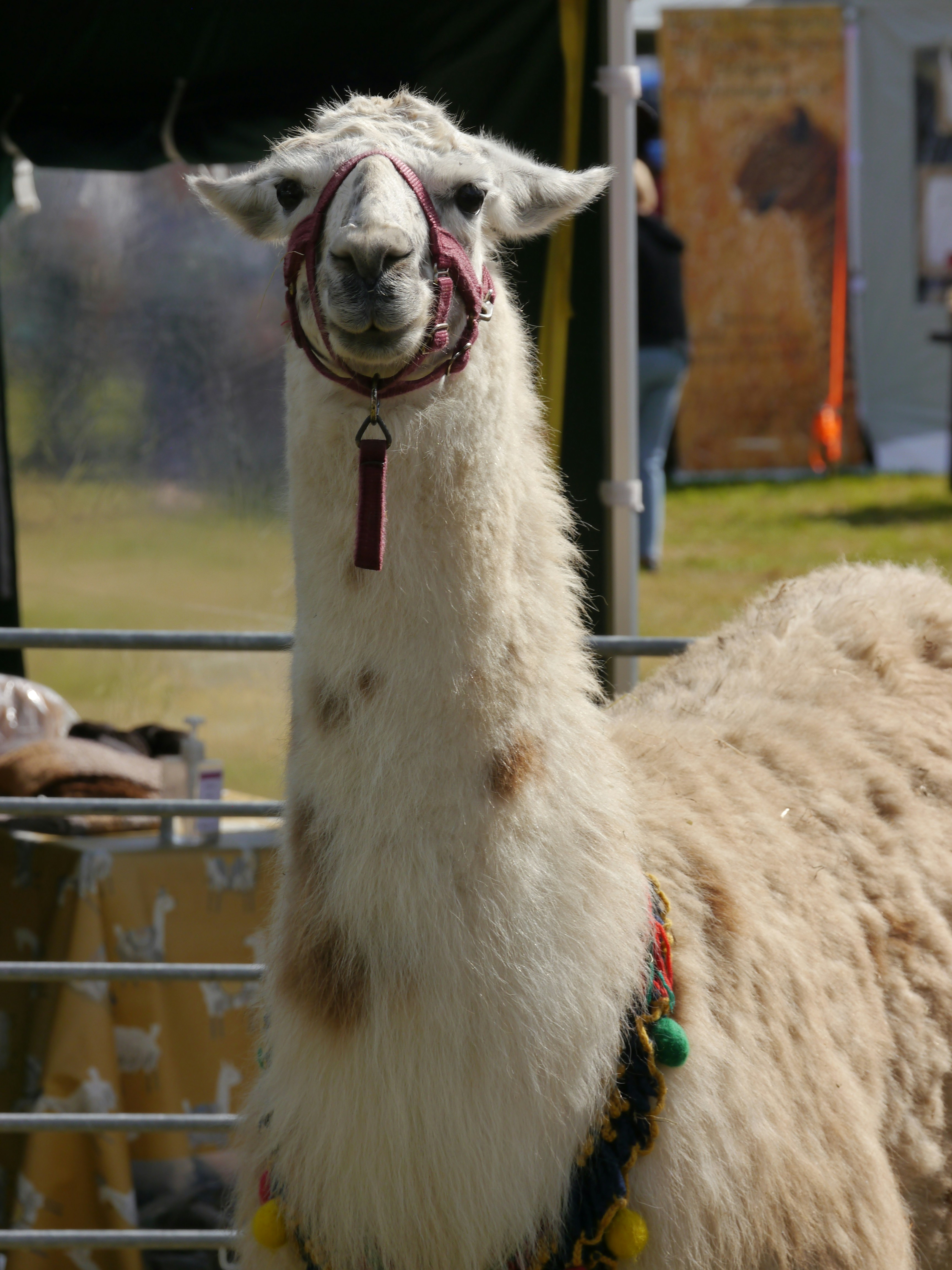 Curious Llama at the Fairground Entrance