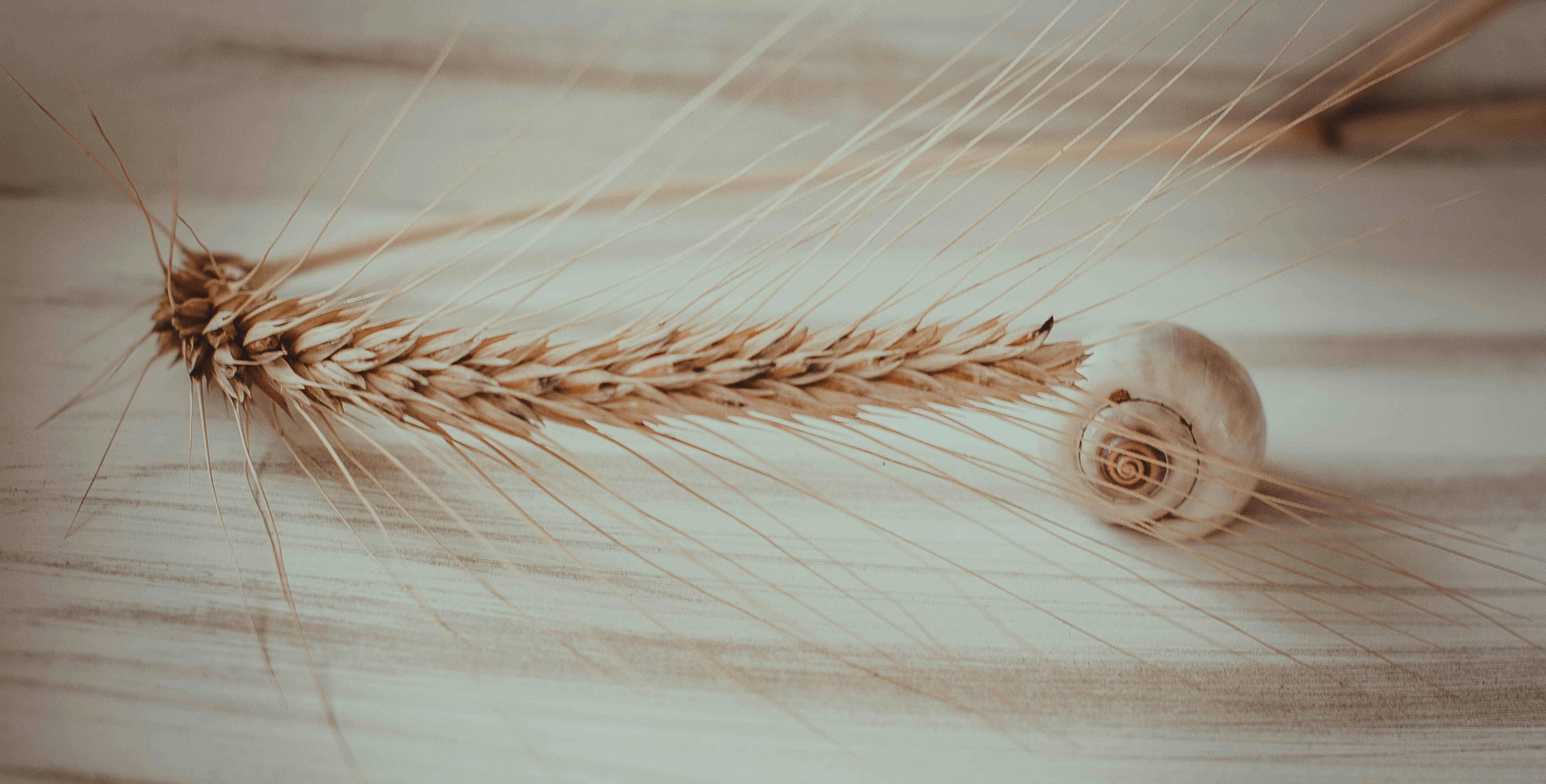 A close up of a wheat on a table photo – Free Shell Image on Unsplash