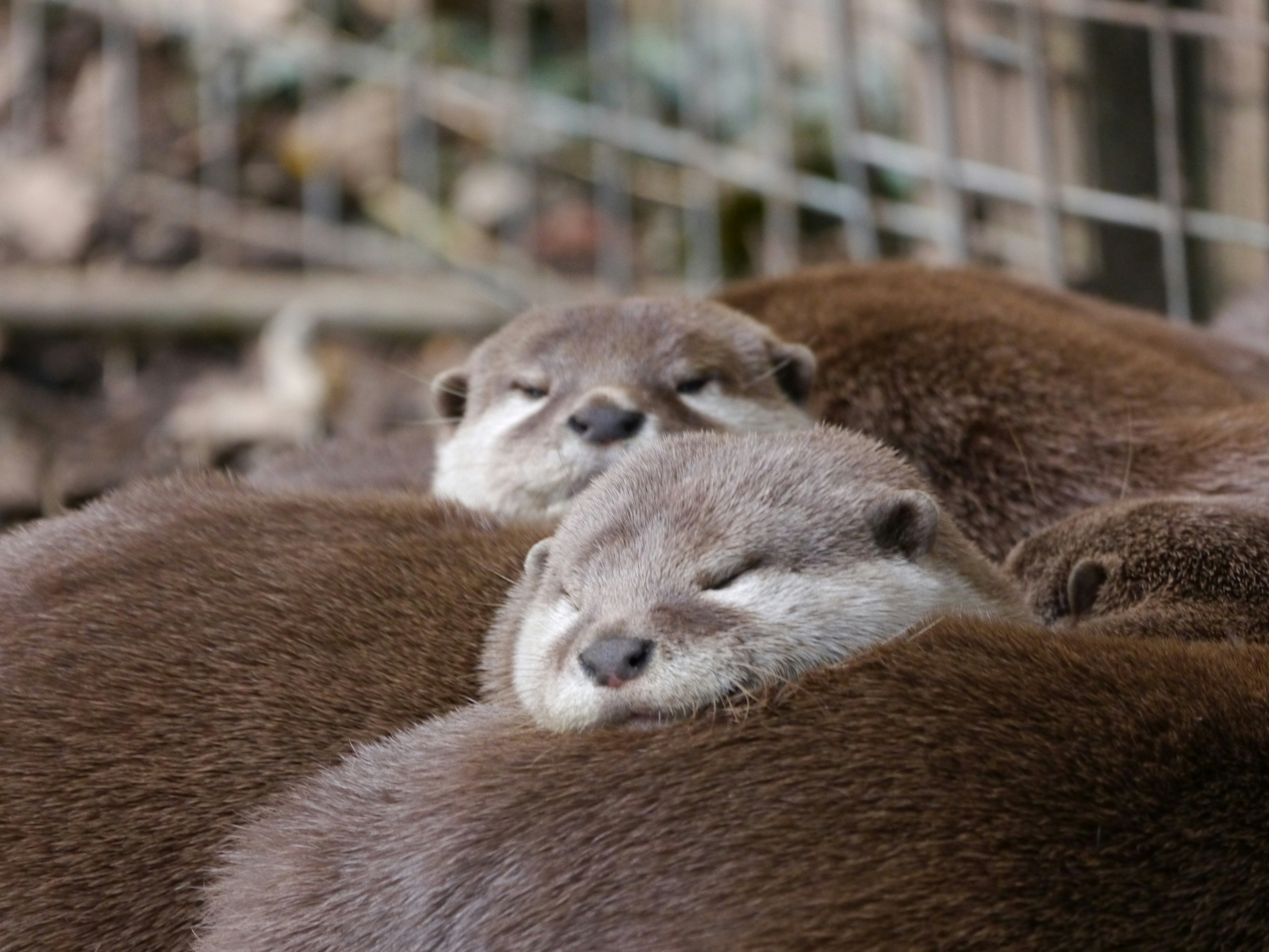 A group of river otters nestled closely together, showcasing their playful yet relaxed demeanor in a serene setting.
