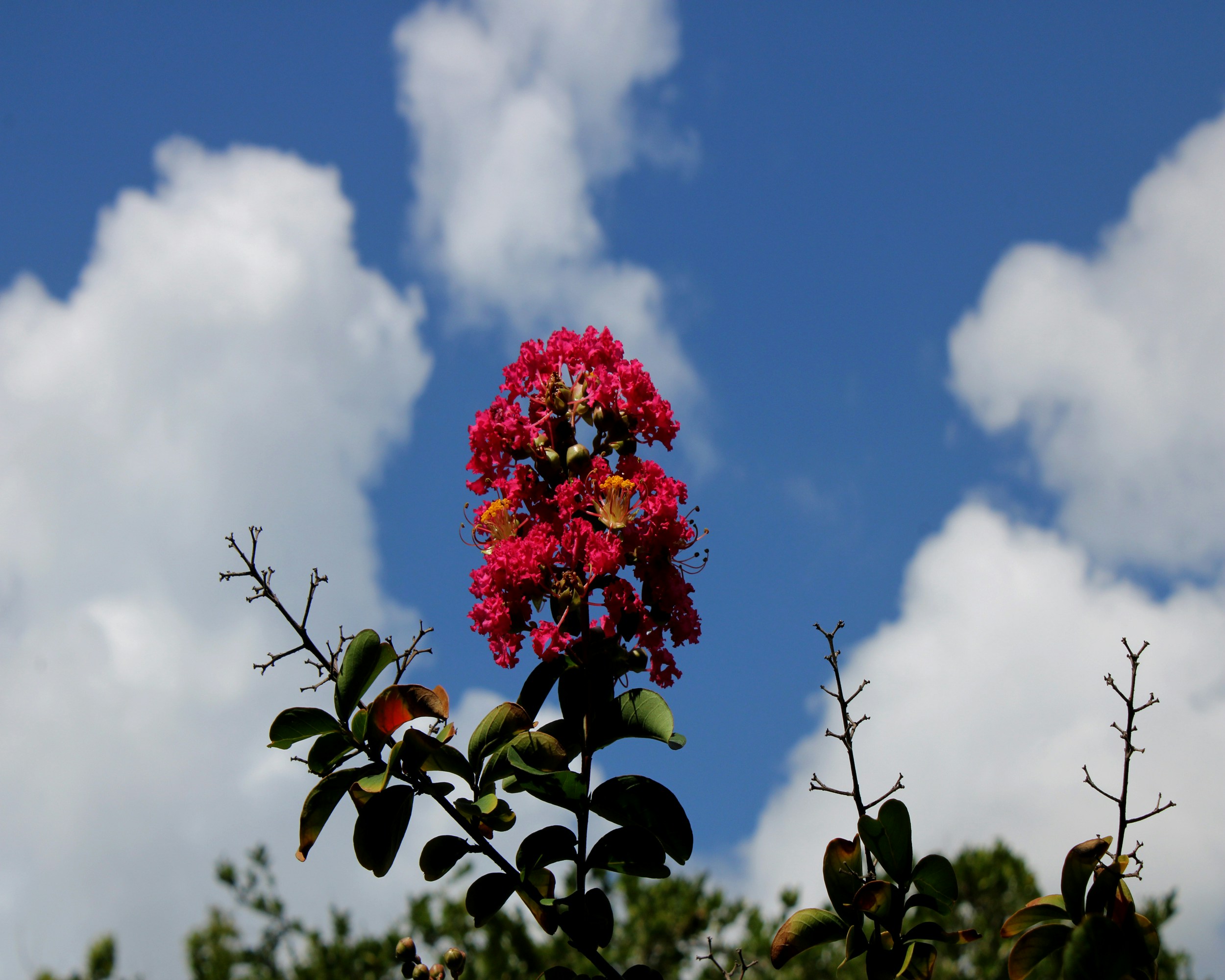 Crimson Bloom Crowned by a Cobalt Sky