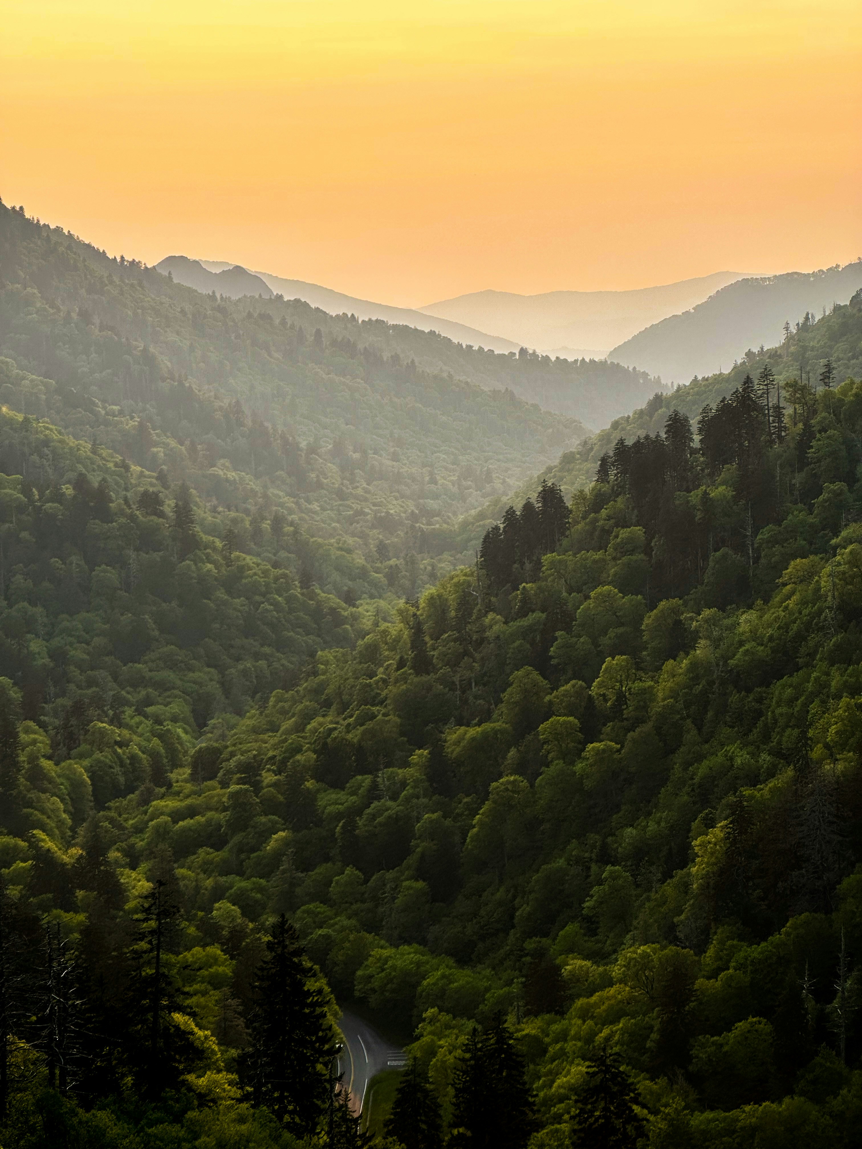 Amber Horizons Over a Winding Forest Valley