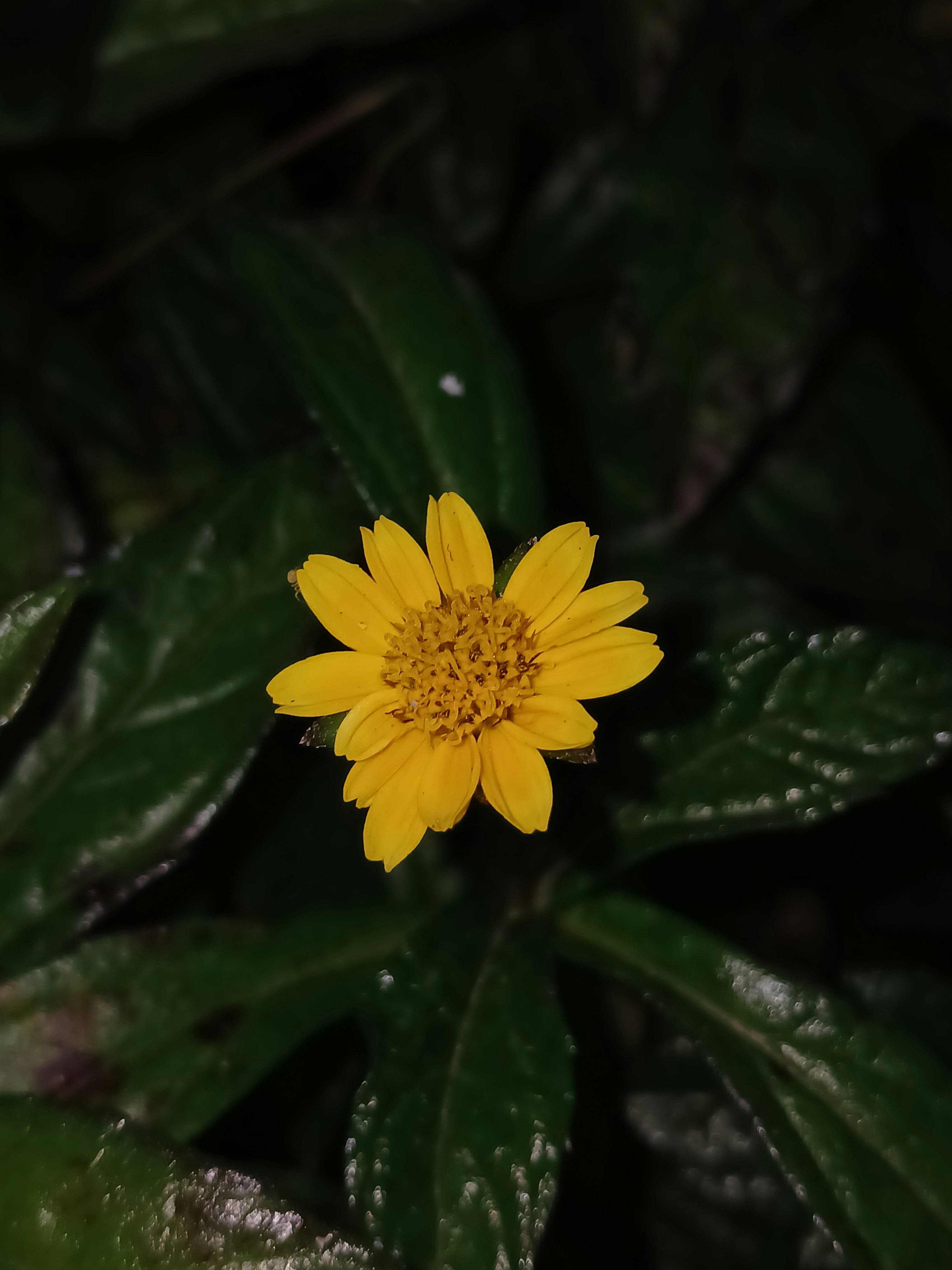30k+ Flower Leaf Pictures | Download Free Images on Unsplash