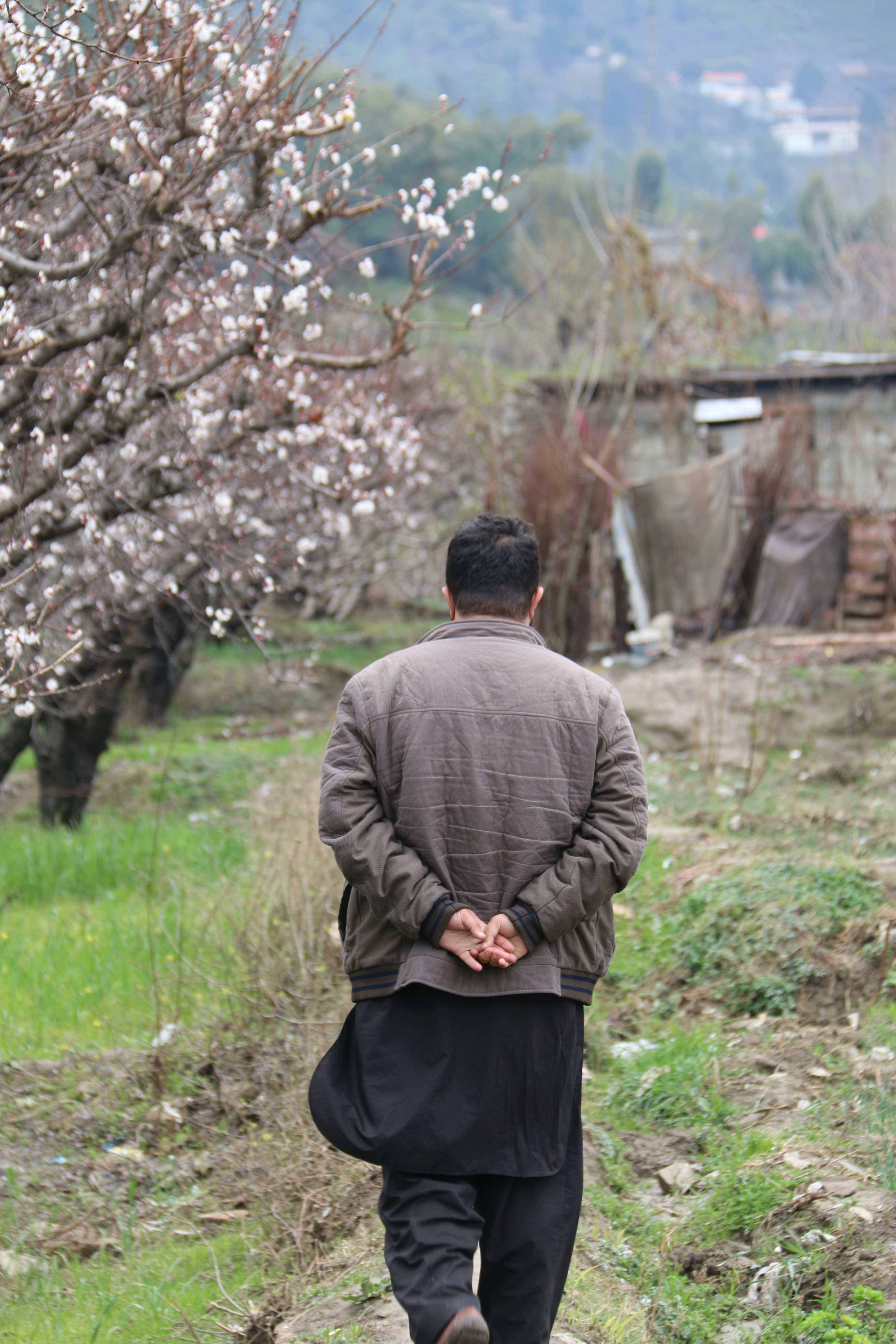 Man walking through a blossoming orchard, hands clasped behind his back, surrounded by greenery and distant structures.