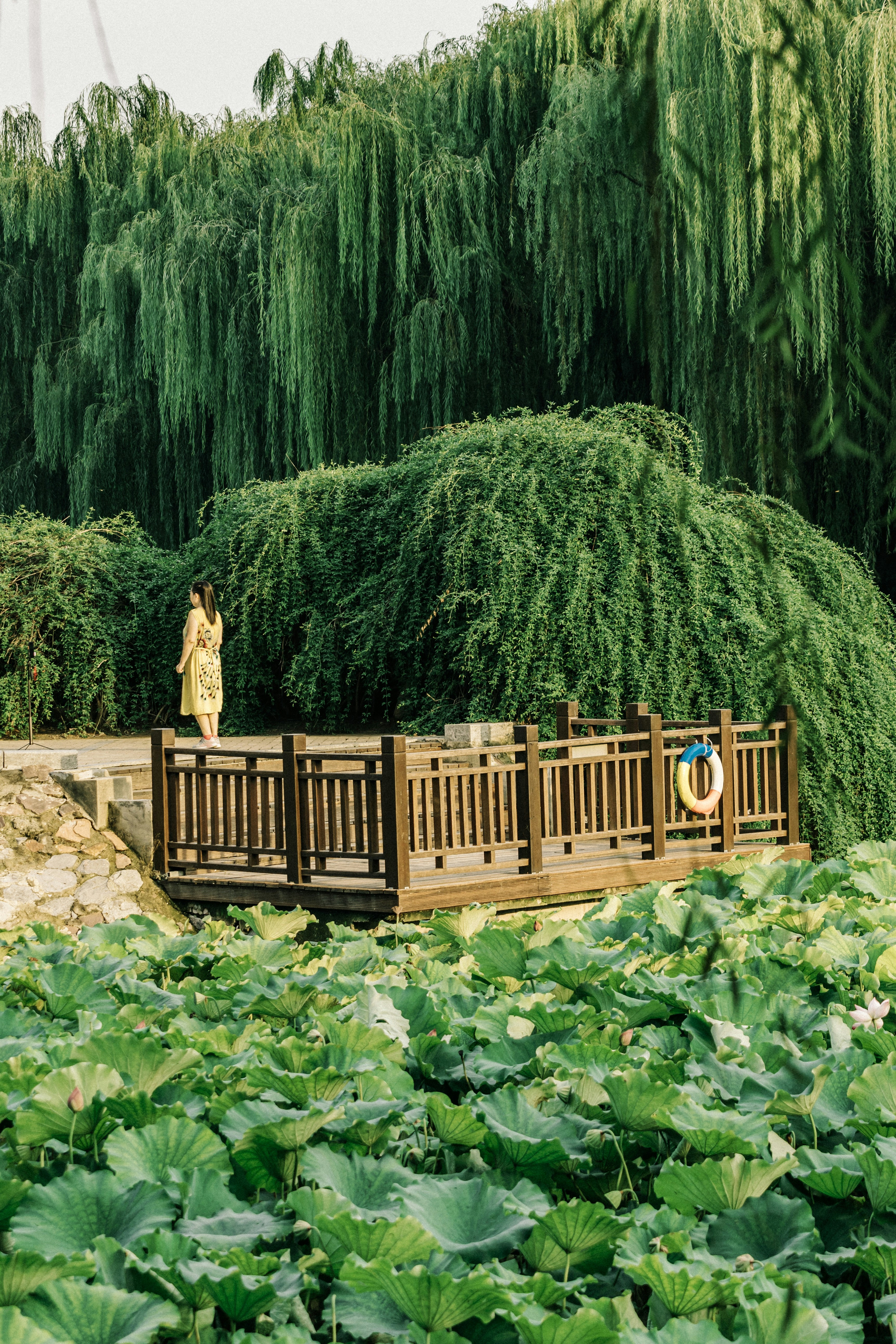 Lone Visitor on the Willow Pier Over a Lotus-Filled Pond