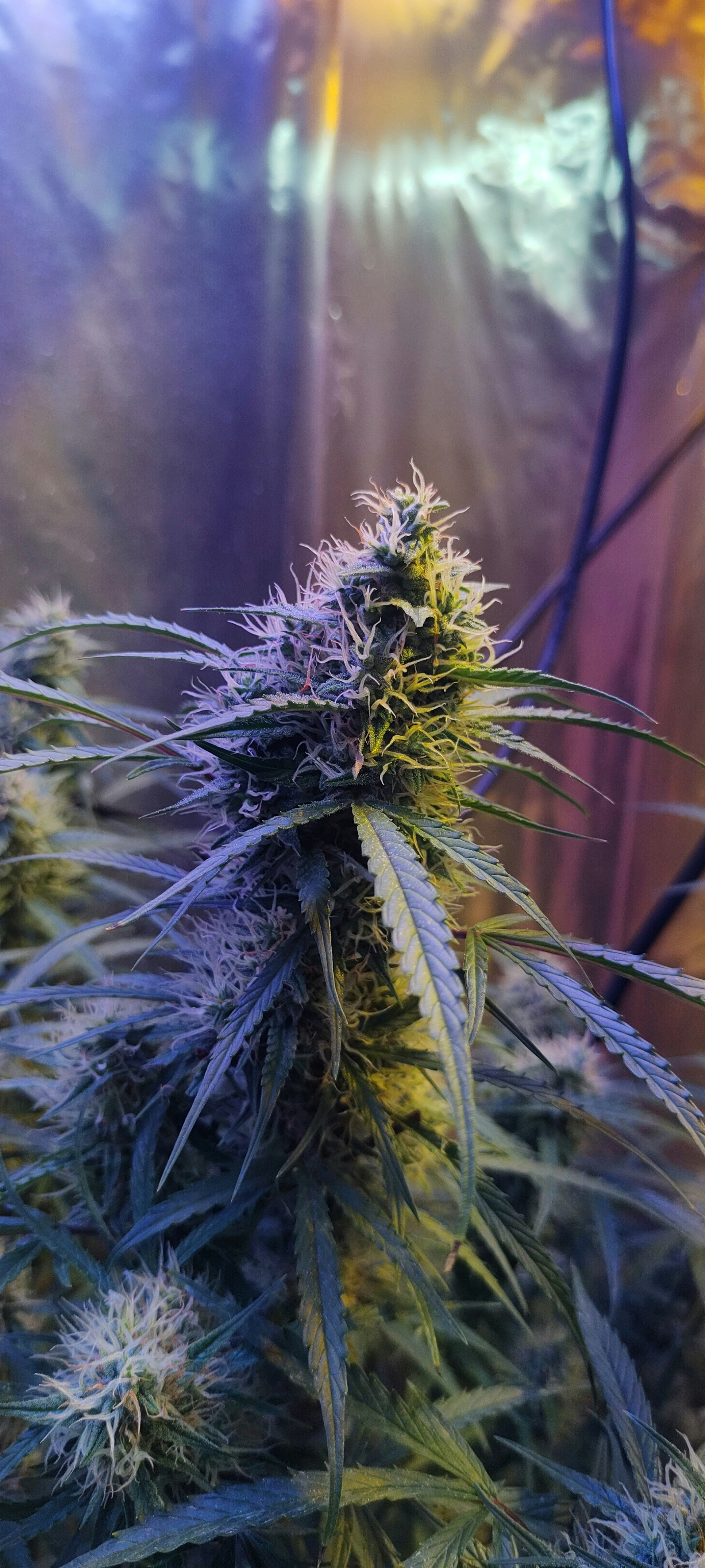 Moto G9 Plus Sample Shots