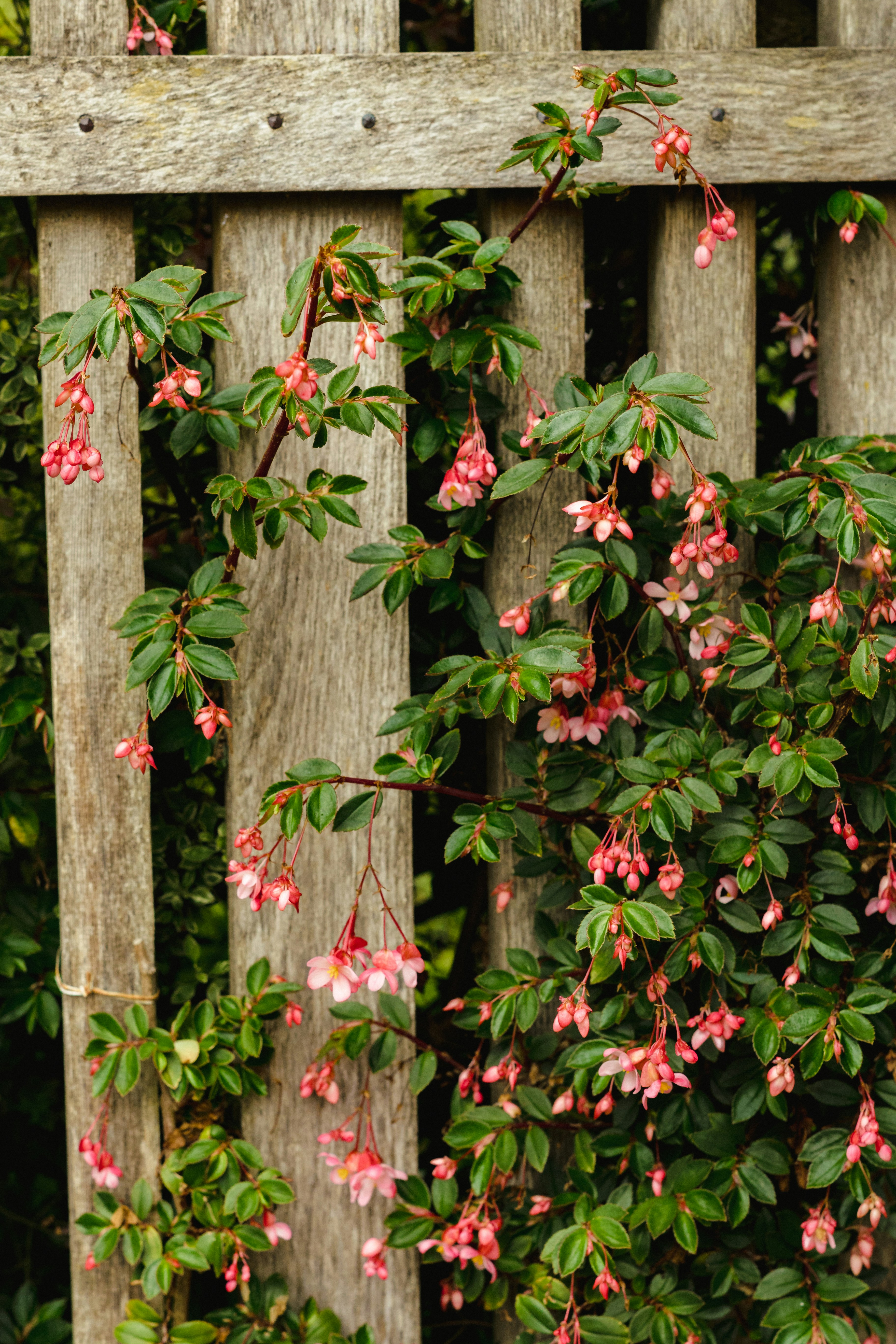 Pink Bells Clinging to Weathered Wood