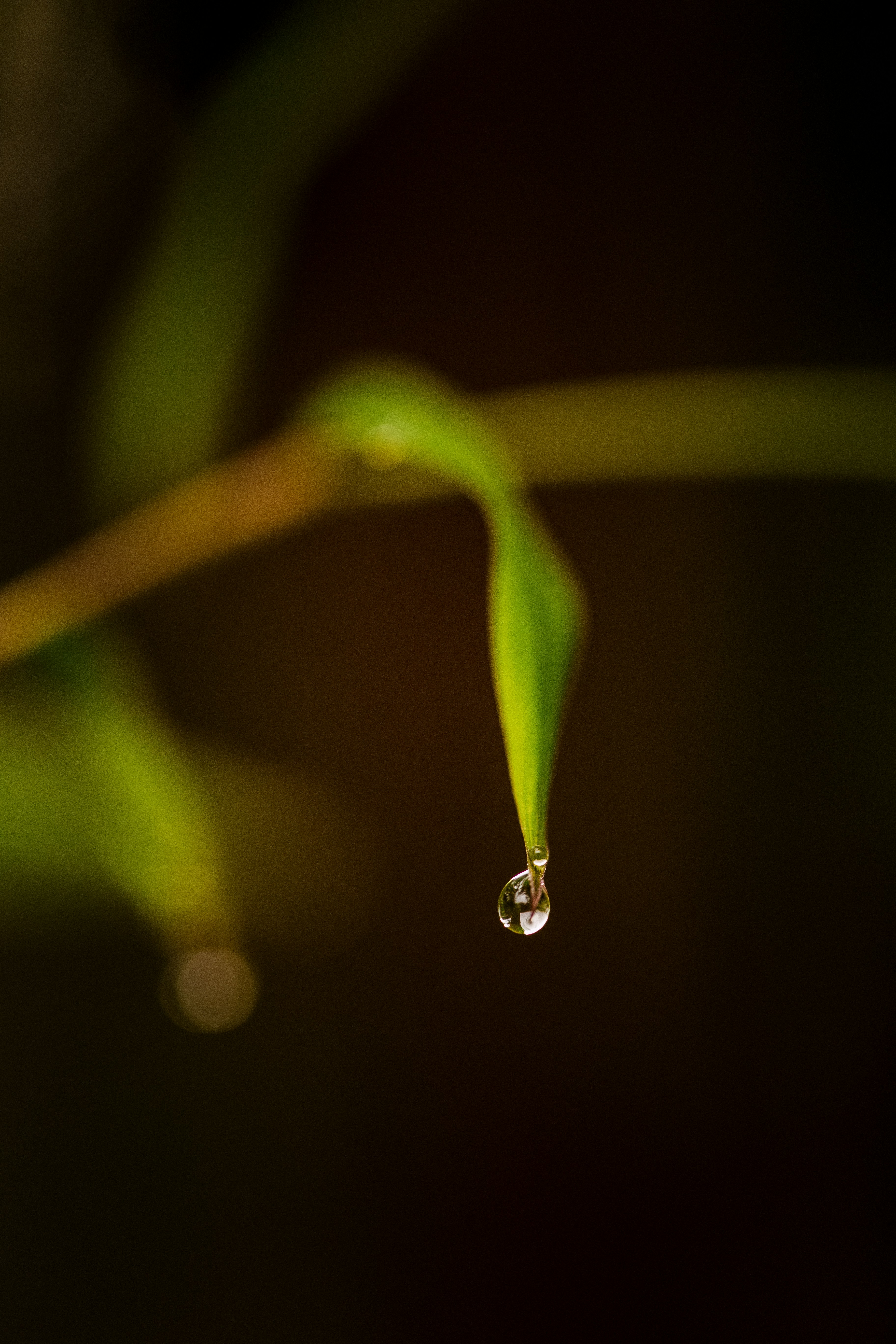 A drop of water hanging from a green plant photo – Free Droplet Image ...