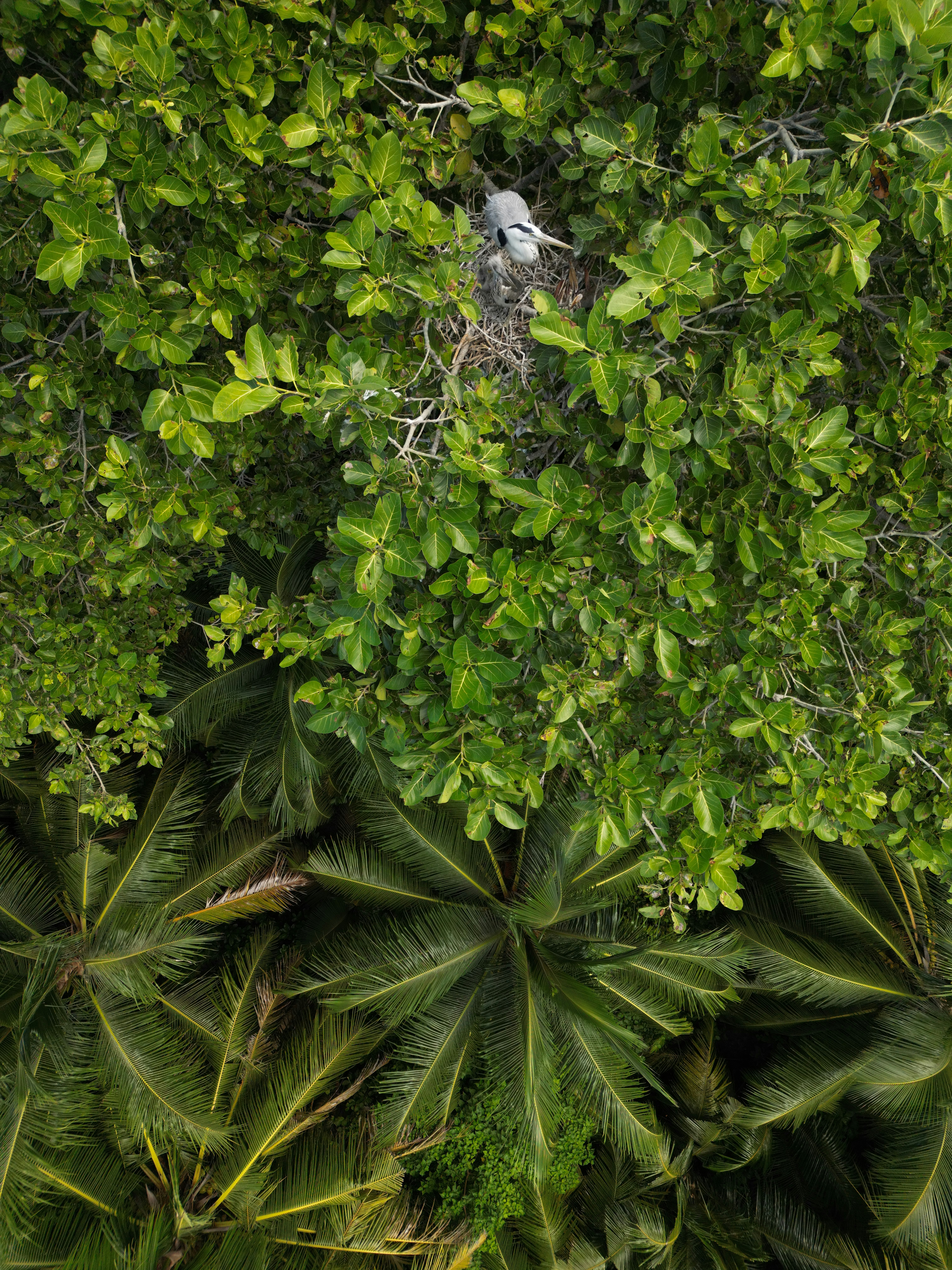 Nest in the Green Canopy: A Tiny Grey Bird Surrounded by Palm Fronds