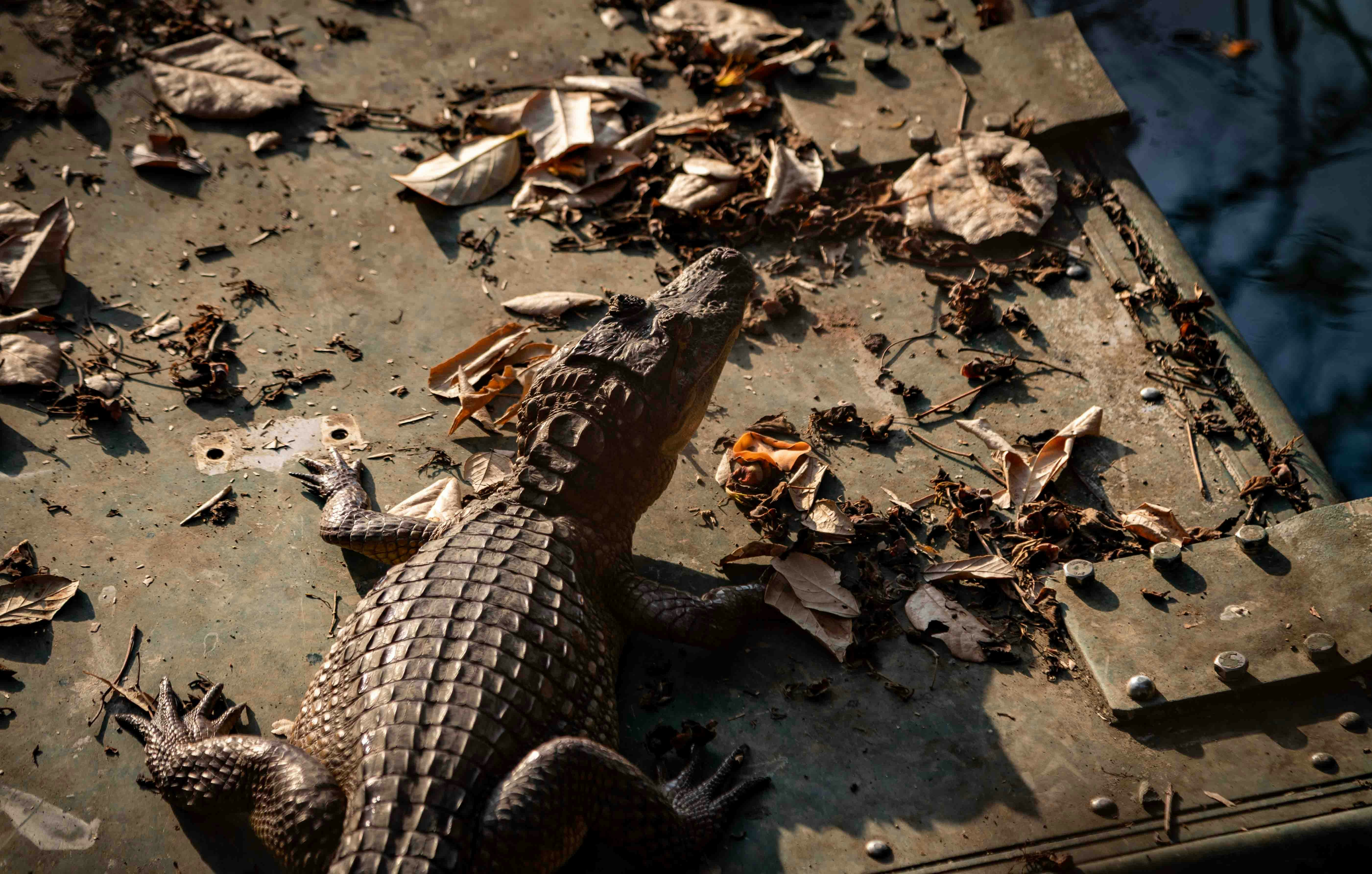 A small alligator sitting on top of a piece of wood photo – Free Costa ...