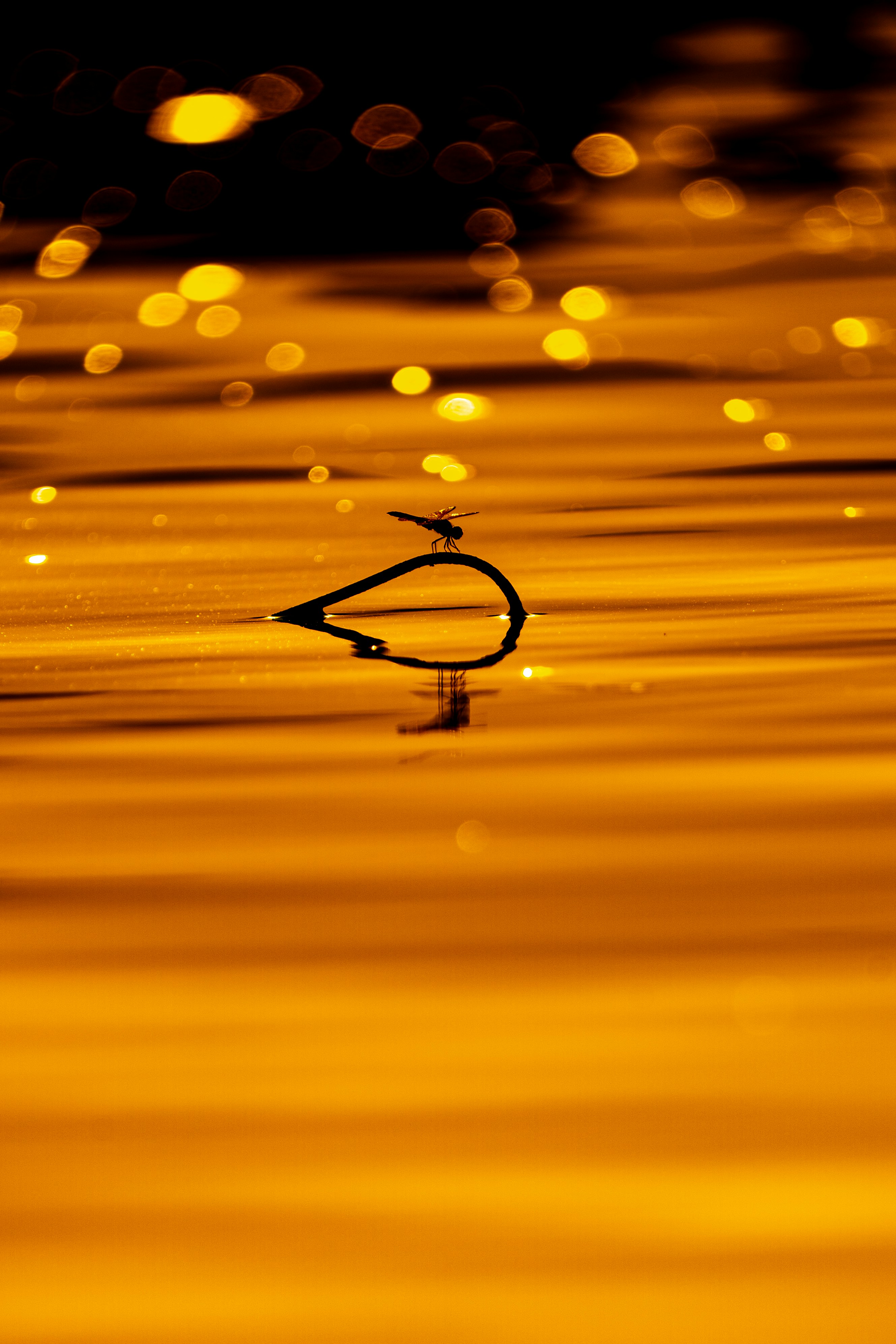 Golden Loop of Light: A Tiny Branch in a Sea of Glow