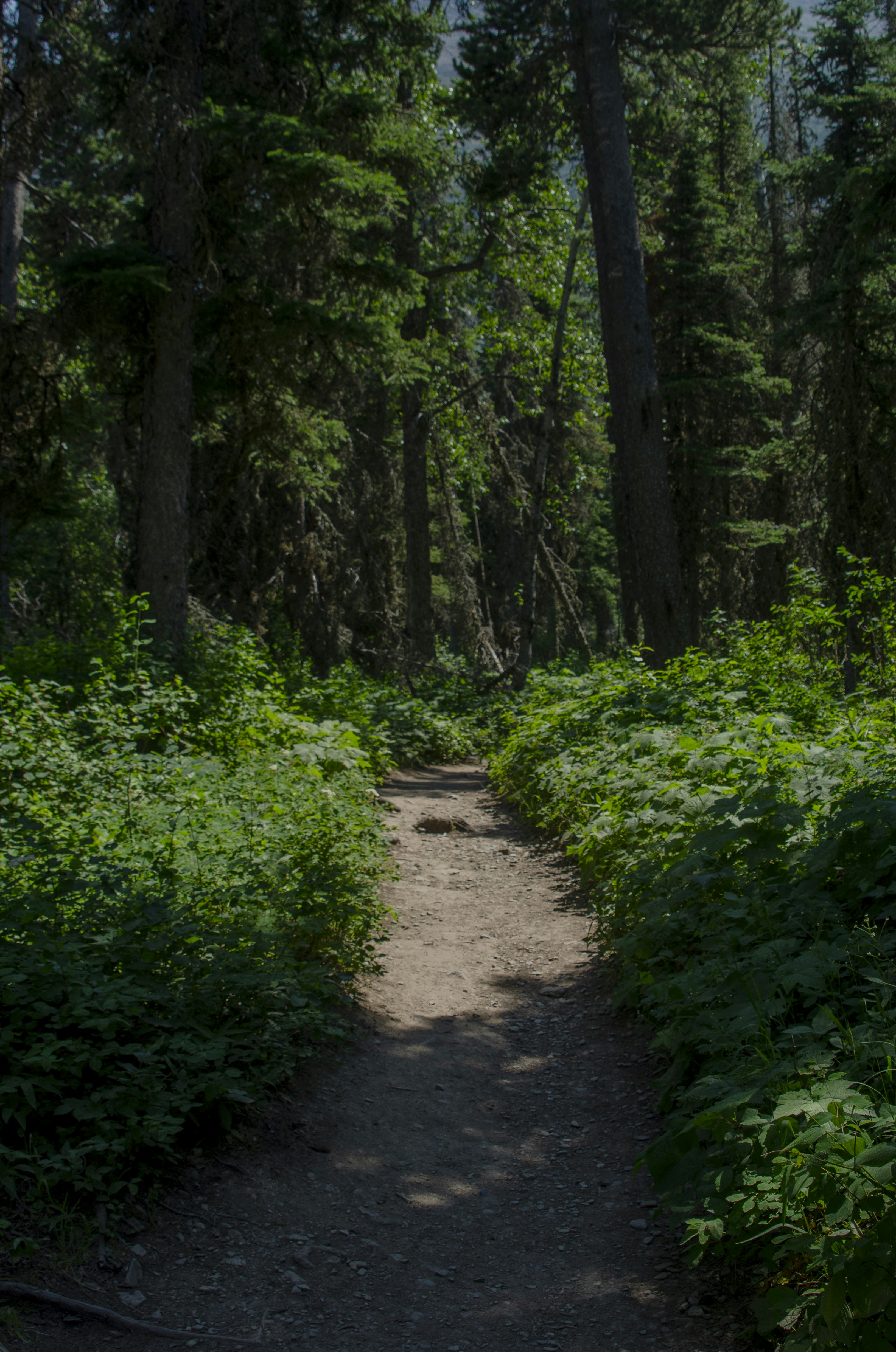 A path in the middle of a forest photo – Free Forest Image on Unsplash