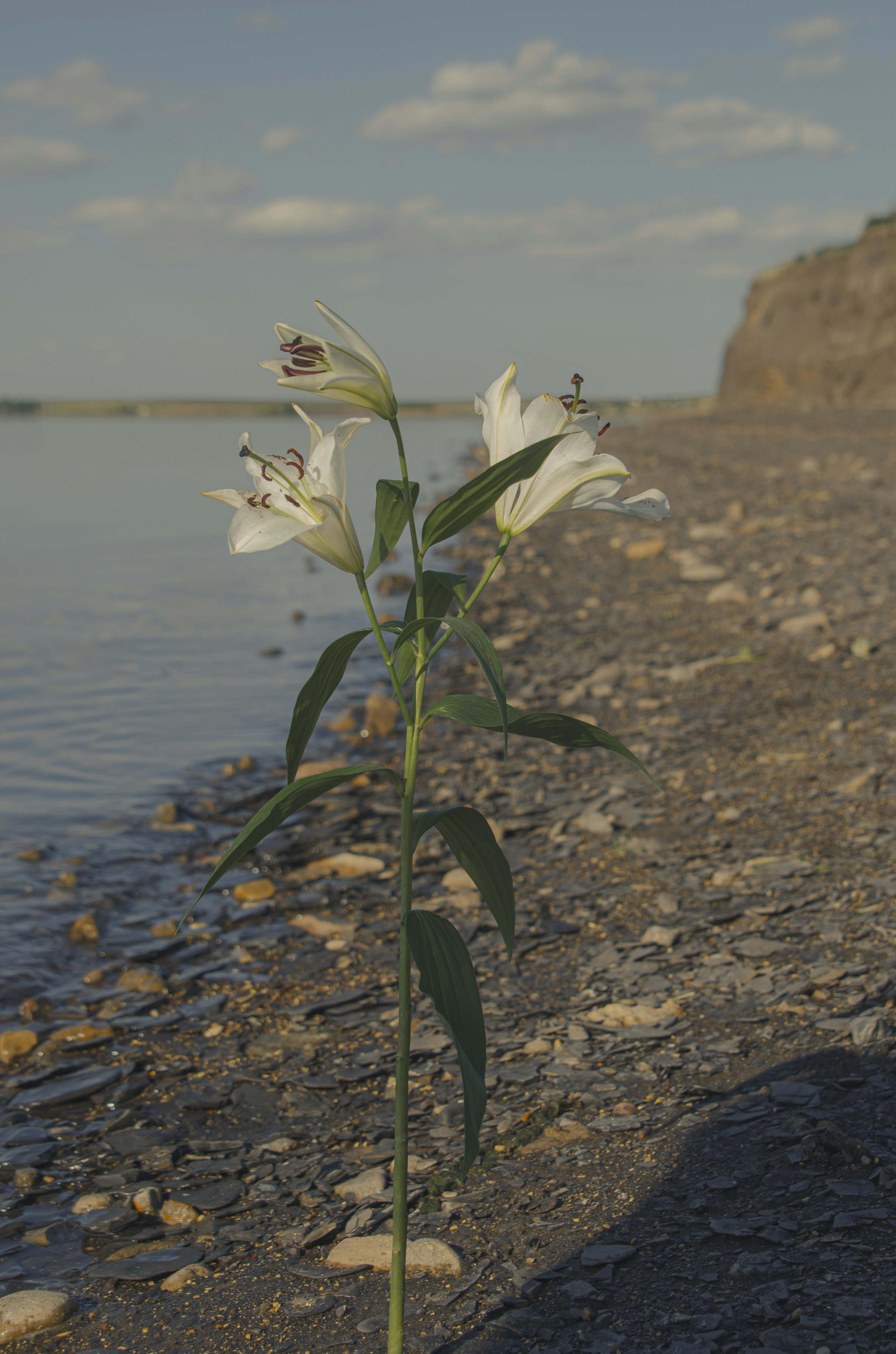 A lone white lily rises along a pebbled shore at golden hour