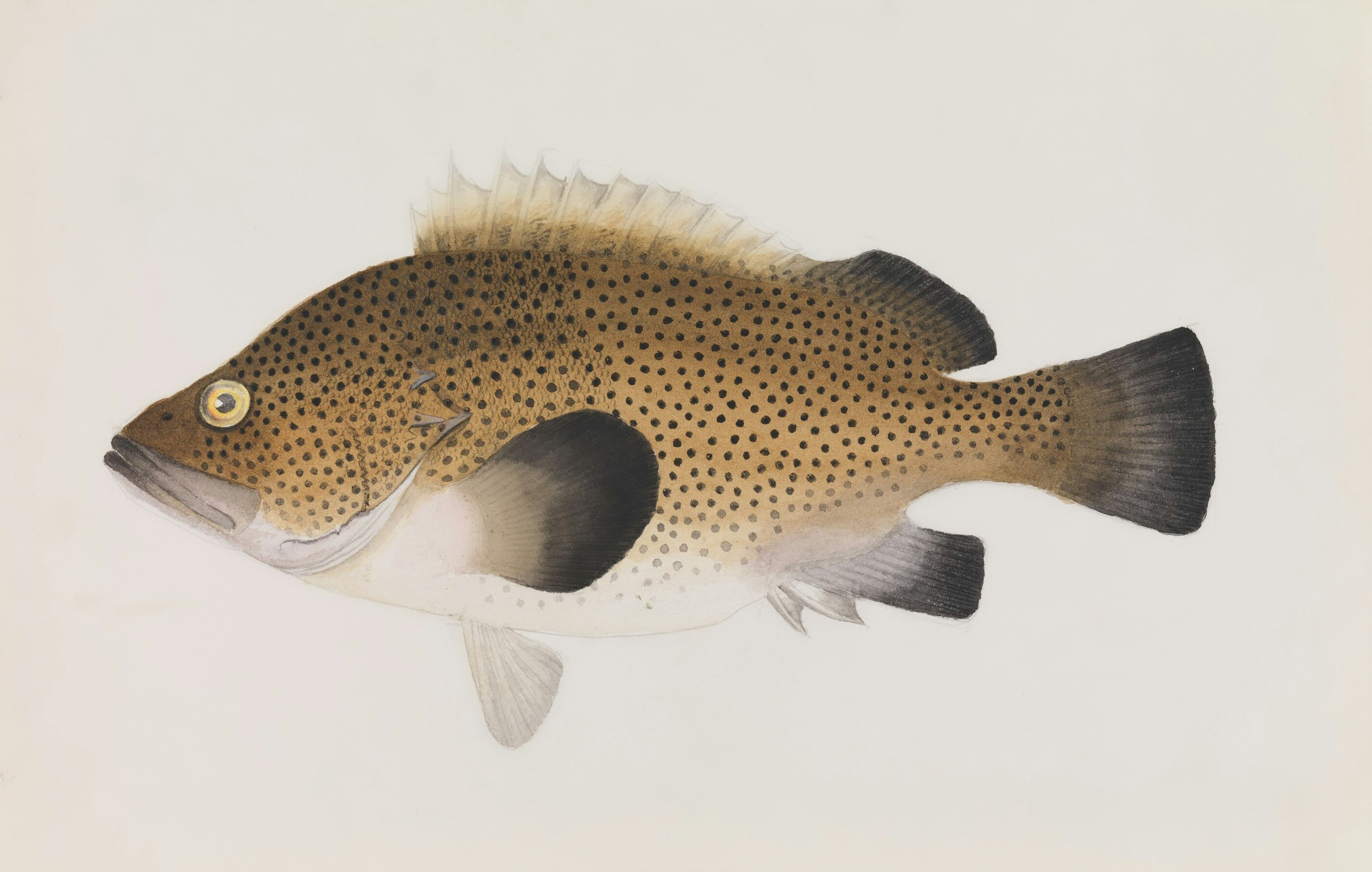 IFA2 Immunotechnologie: Réponse Immunitaire Adaptative