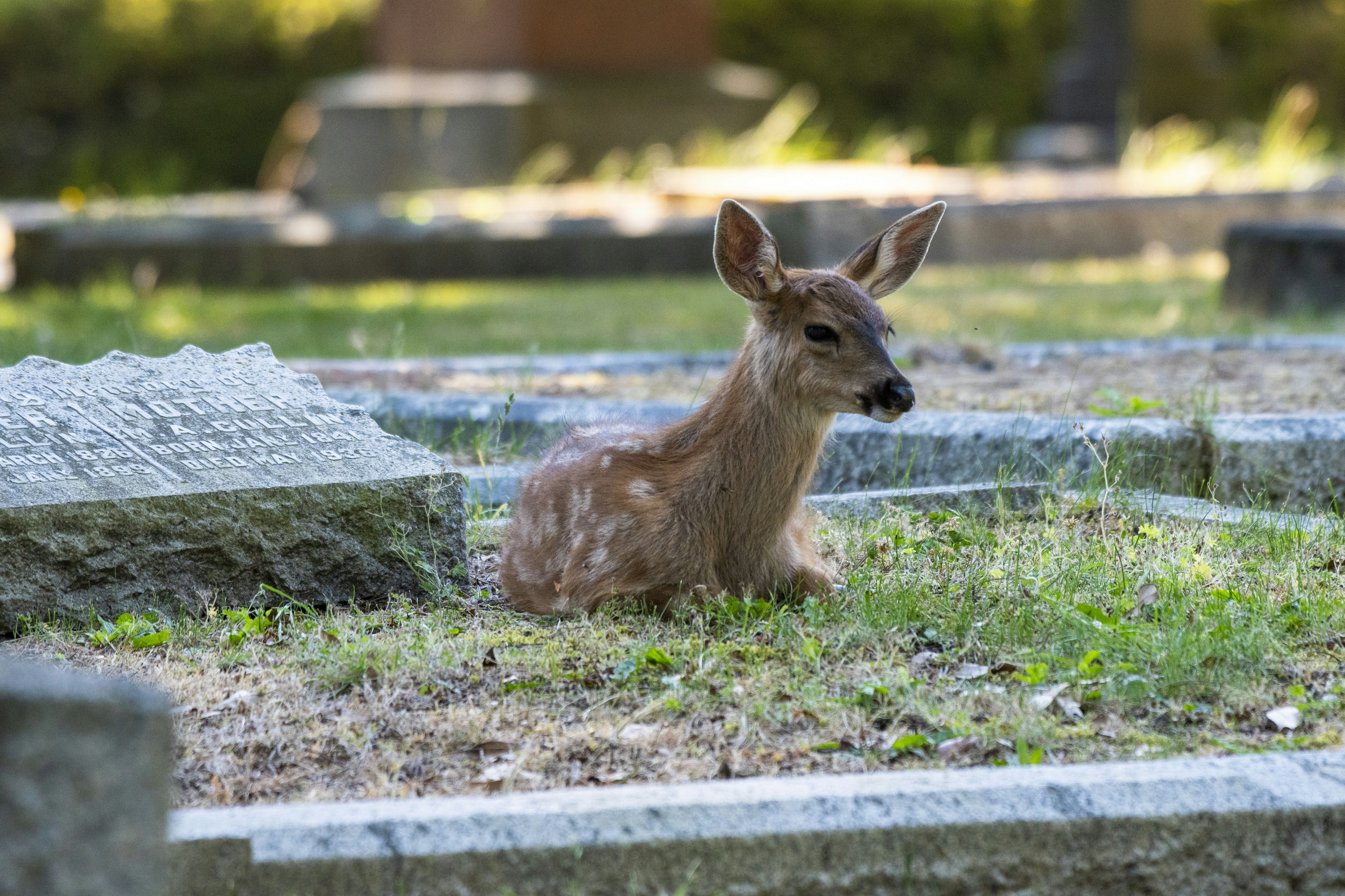Young Roe Deer Resting Among Stone Steps in a Quiet Park