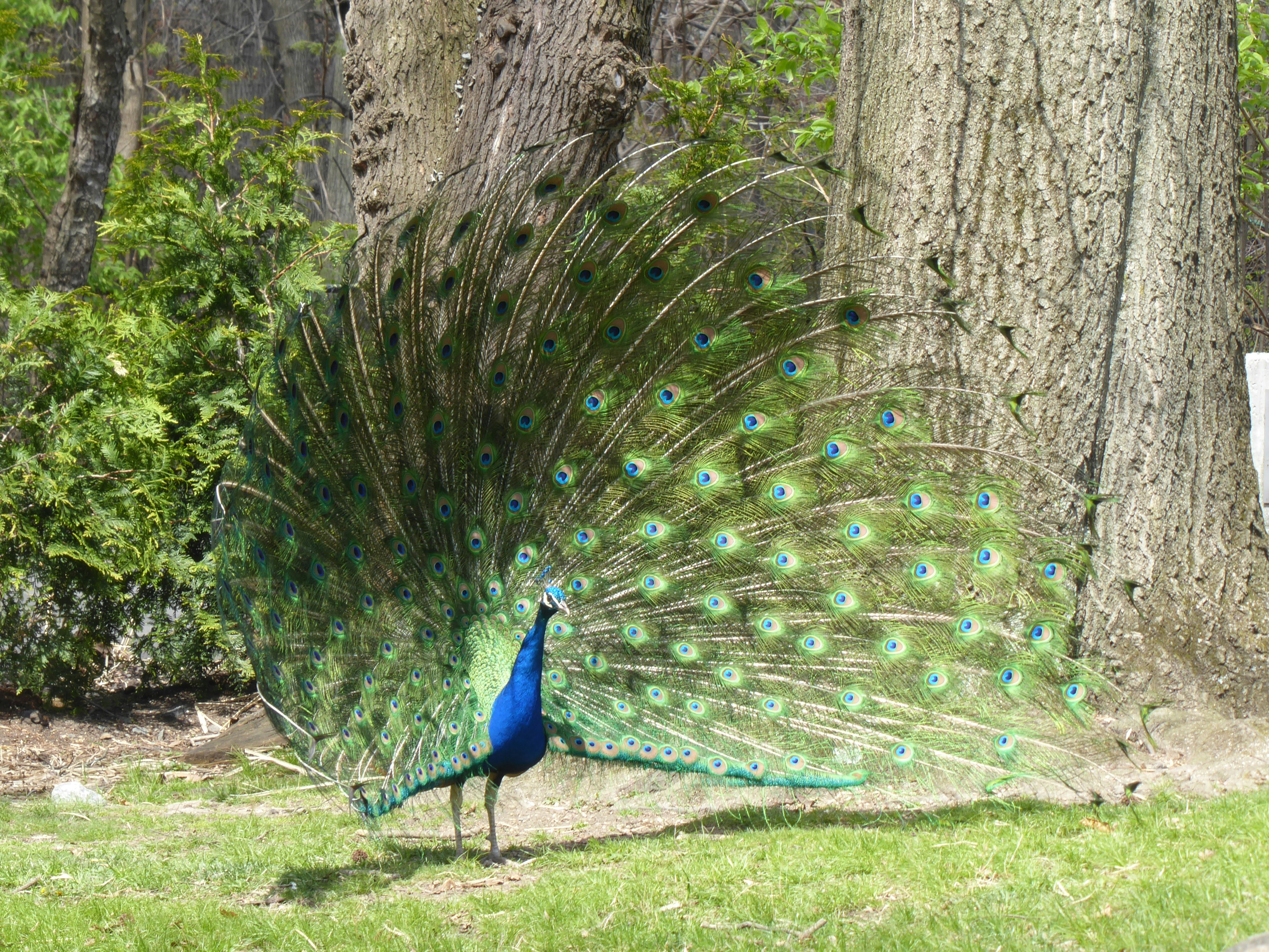 A vibrant peacock displaying its magnificent plumage against a backdrop of trees and greenery.