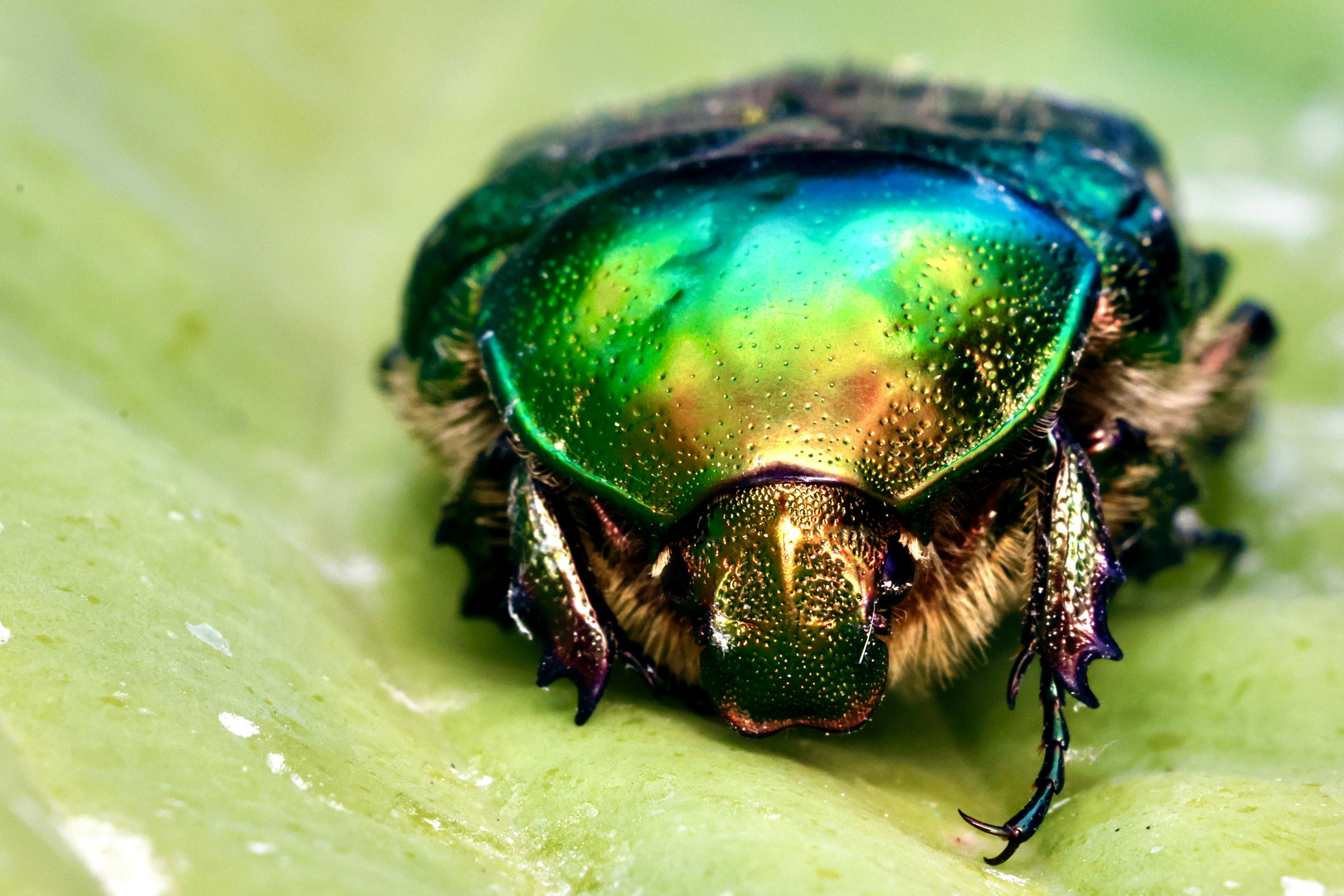 Emerald Carapace: Close-Up of a Metallic Green Scarab on a Leaf