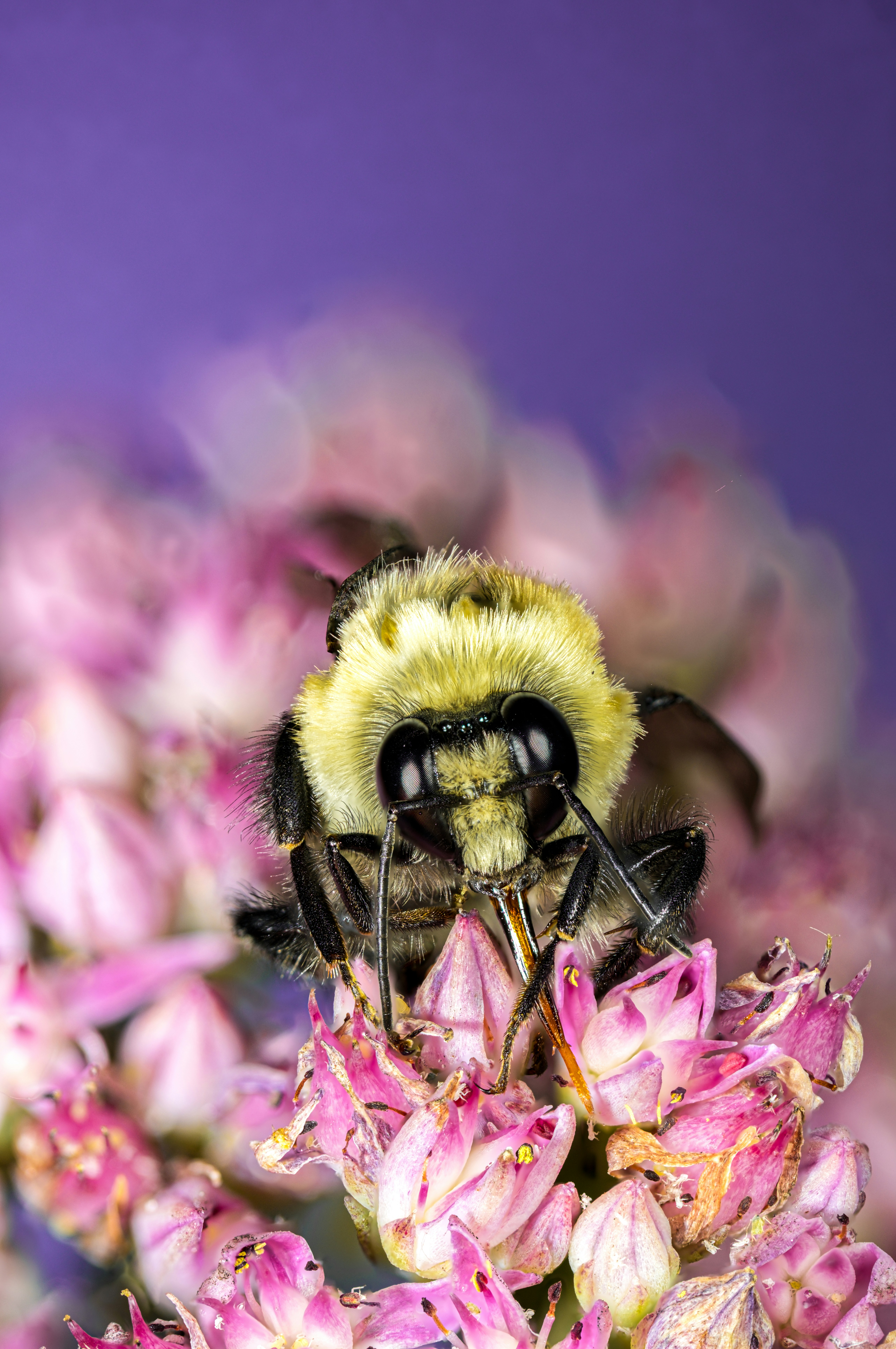 Golden Bumble on a Pink Coral Bloom: A Macro Moment