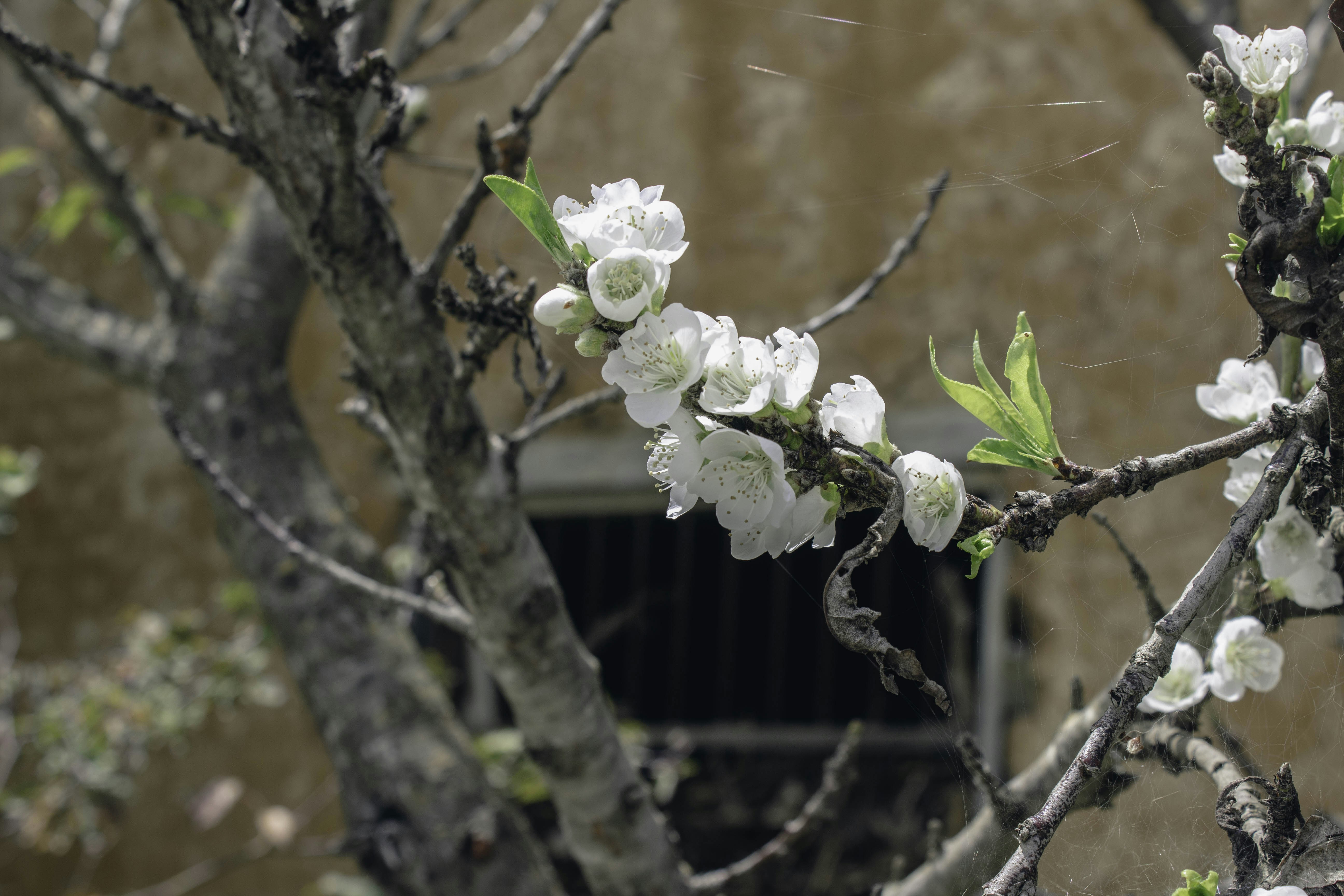 Petals at the Threshold of Spring: White blossoms on a weathered branch