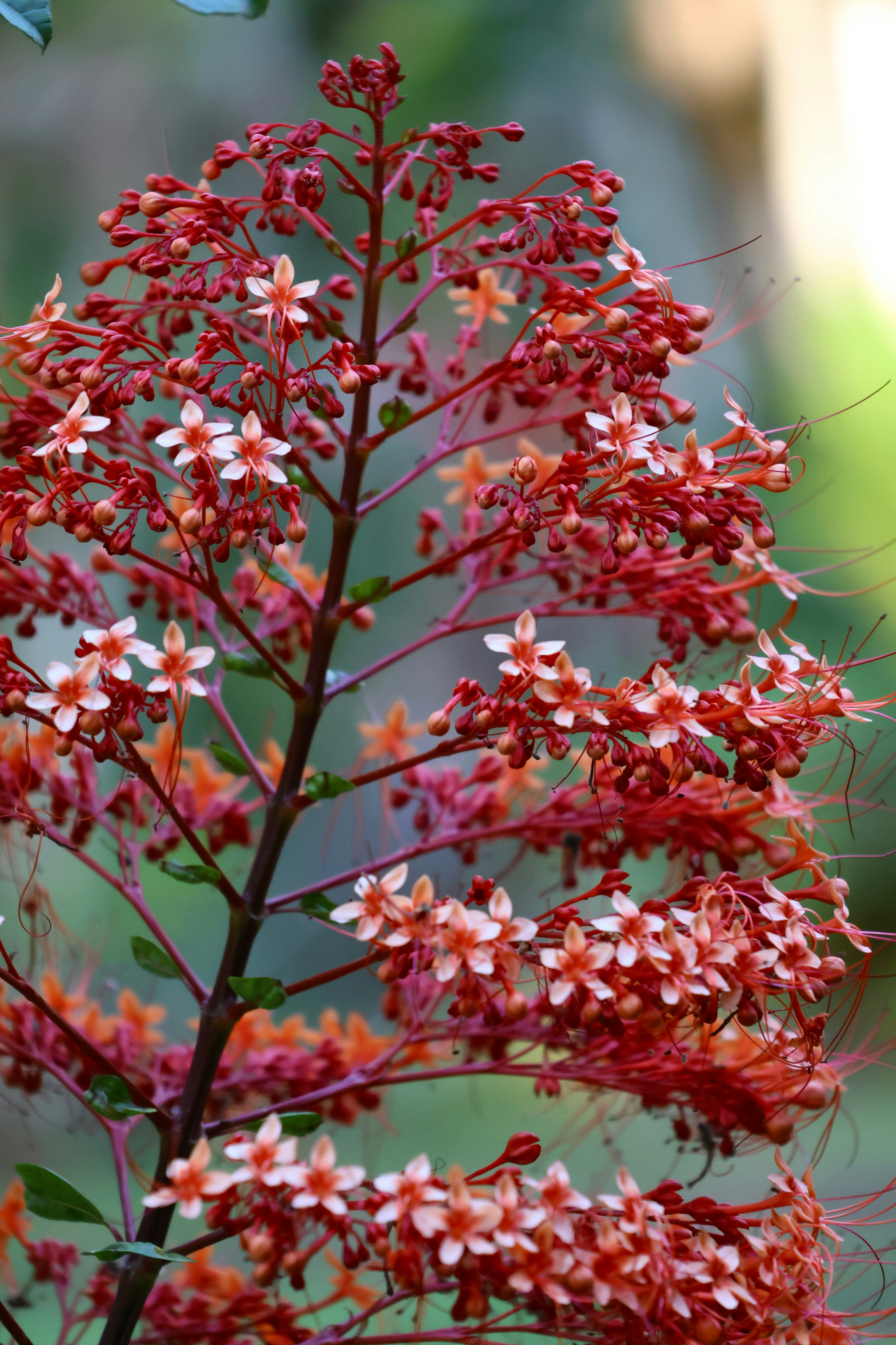 Photo by Orlando Garcia with Canon EOS R7