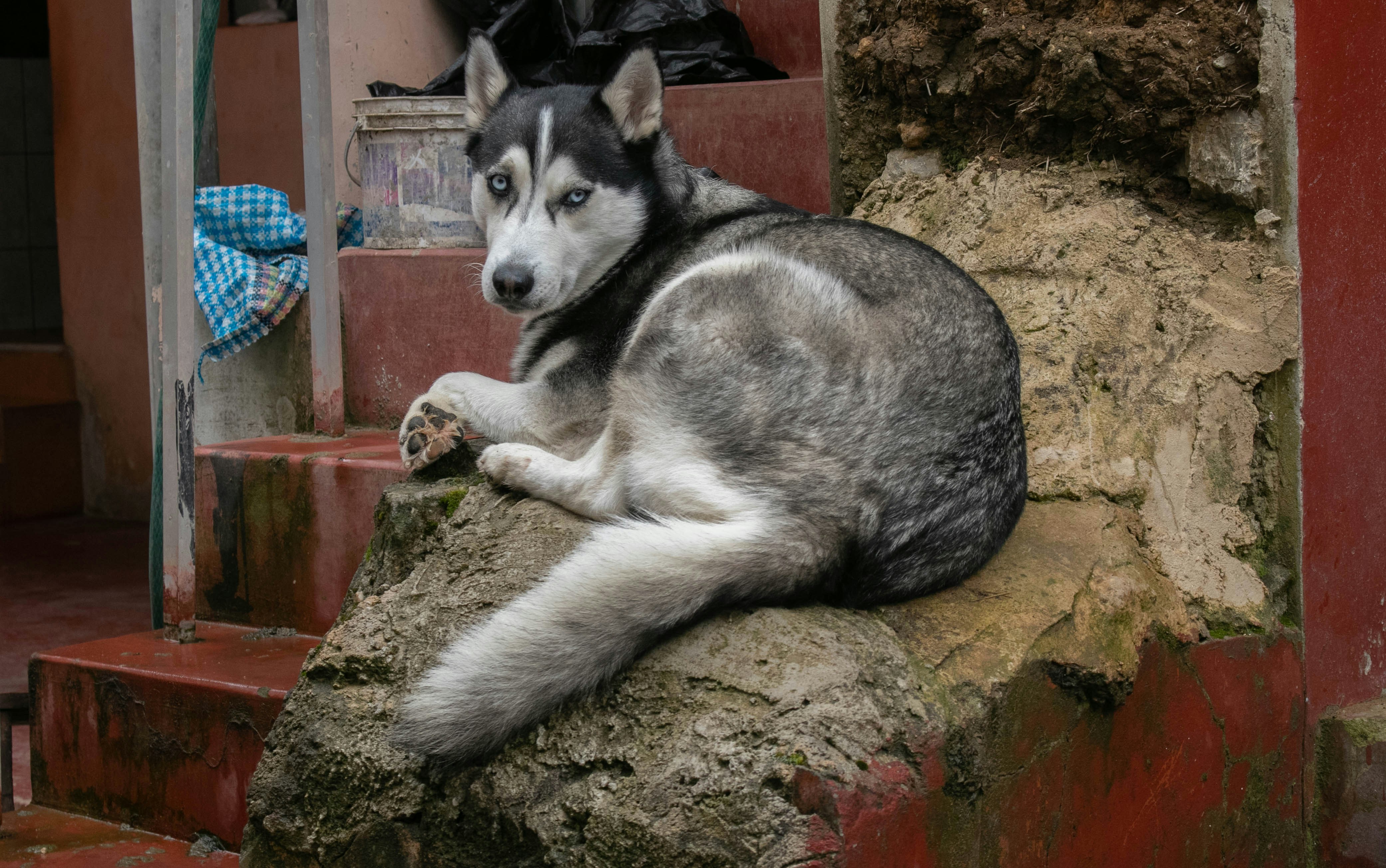 Husked by the Steps: A Calm Sled of Gray and White in Quiet Rock