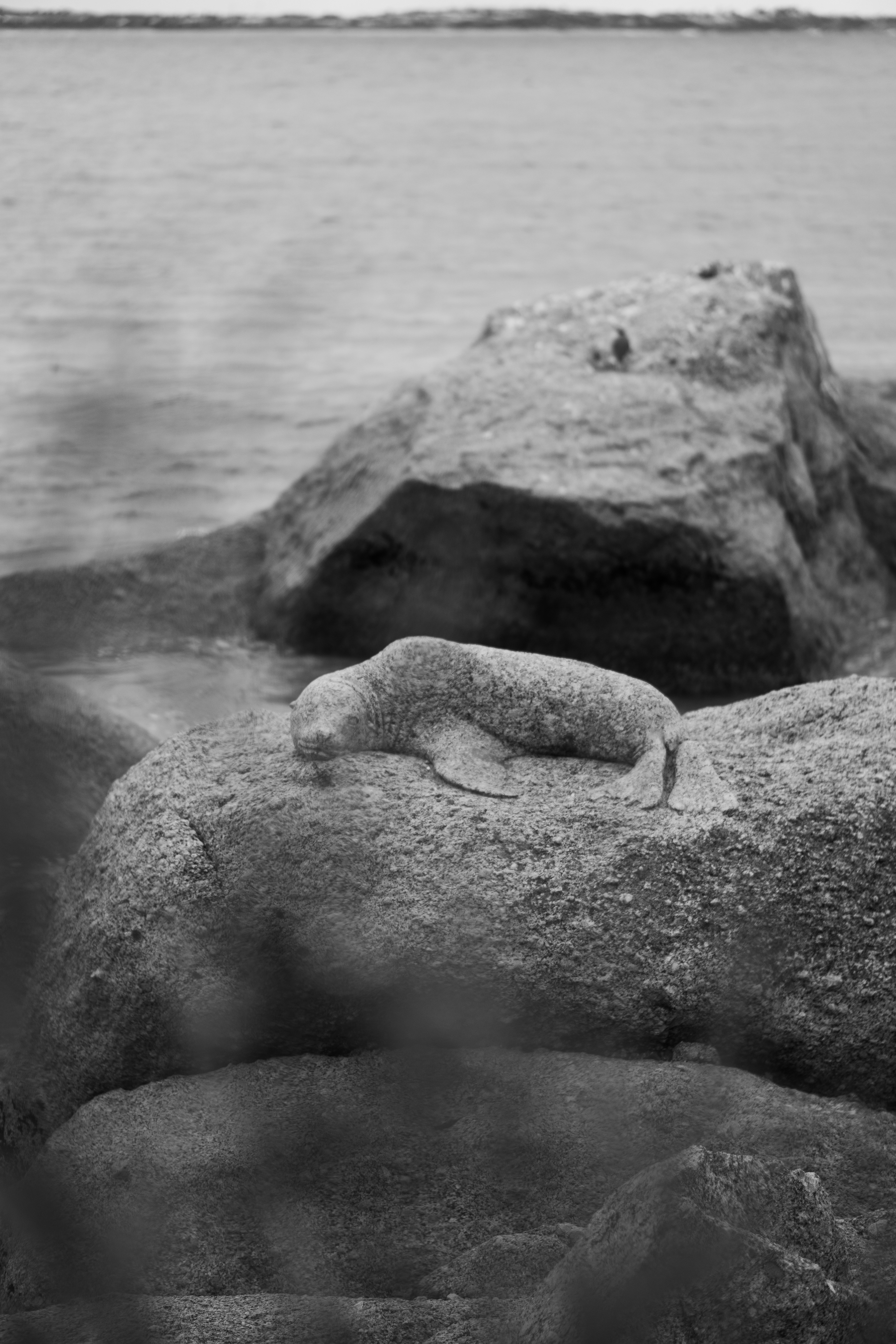 Coastal Sentinel: Gecko Resting on Weathered Granite by Tranquil Waves