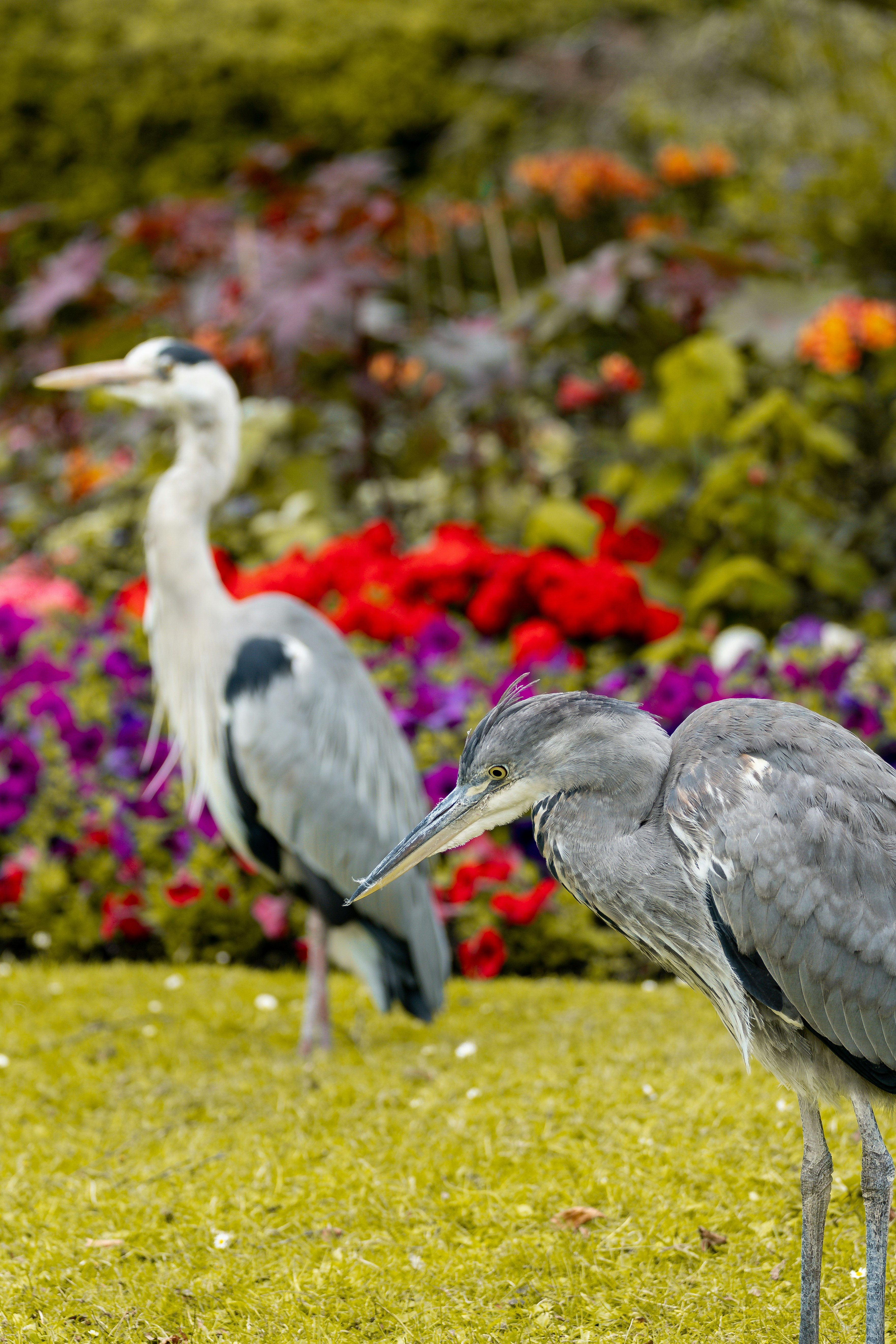 Two herons stand gracefully amidst a vibrant garden, showcasing a striking contrast between their muted grey feathers and the colorful array of flowers in the background. The closer heron looks contemplative, while the other is slightly blurred, adding depth to the image. This scene captures a peaceful moment in nature, highlighting the beauty of wildlife and flora coexisting harmoniously.