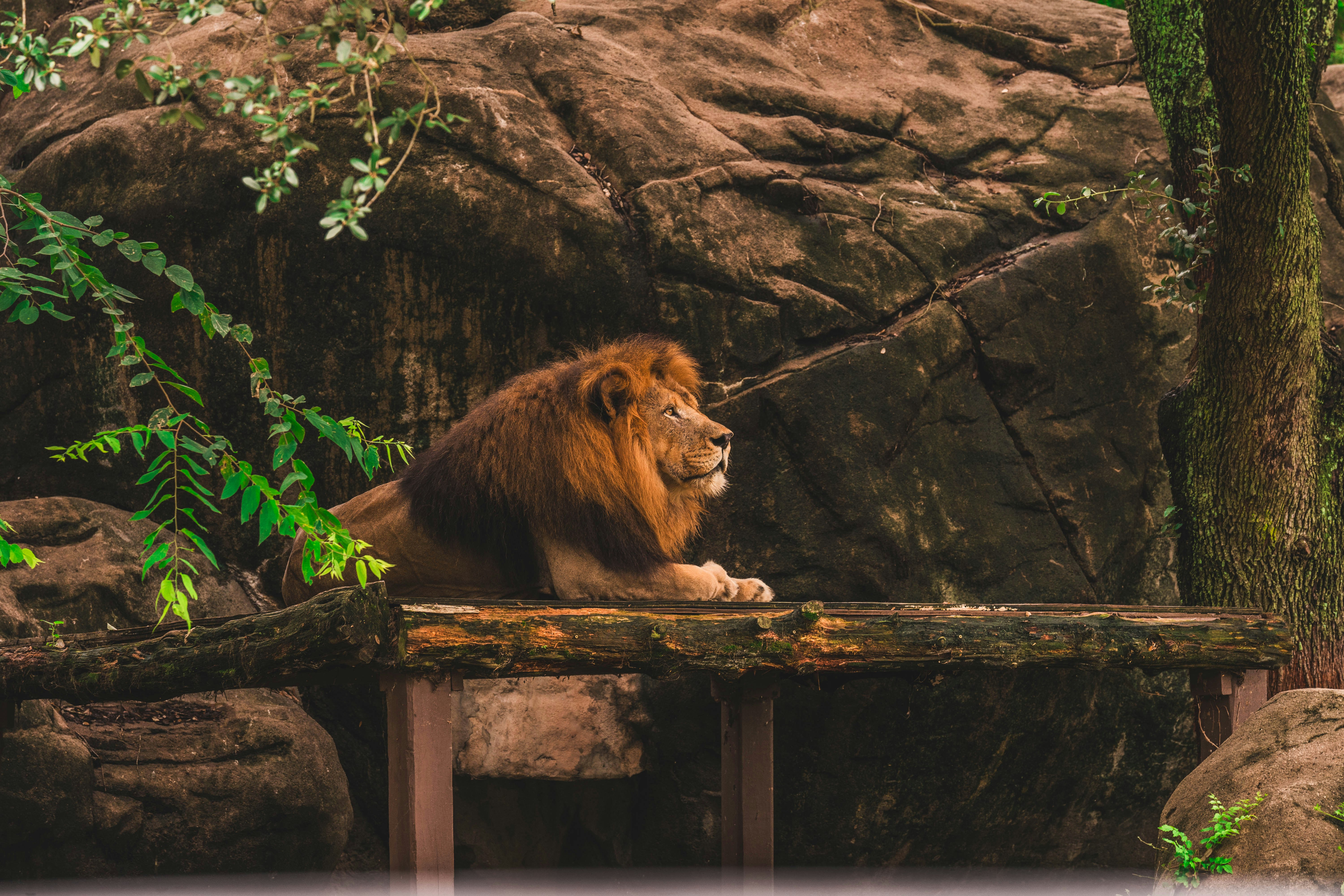 A lion sitting on a wooden bench in a zoo photo – Free Wildlife Image ...