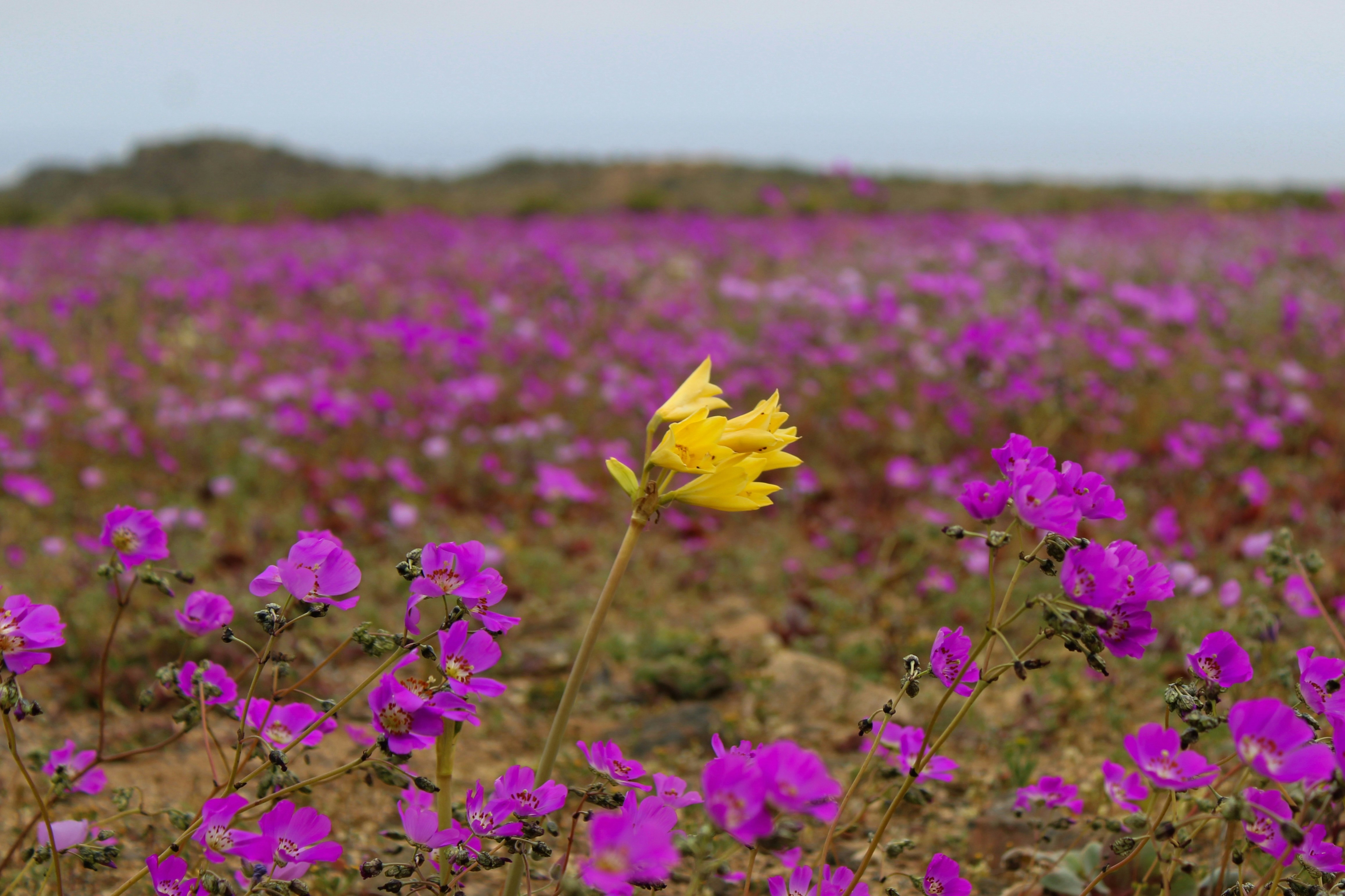 A field full of purple flowers with a yellow flower in the middle