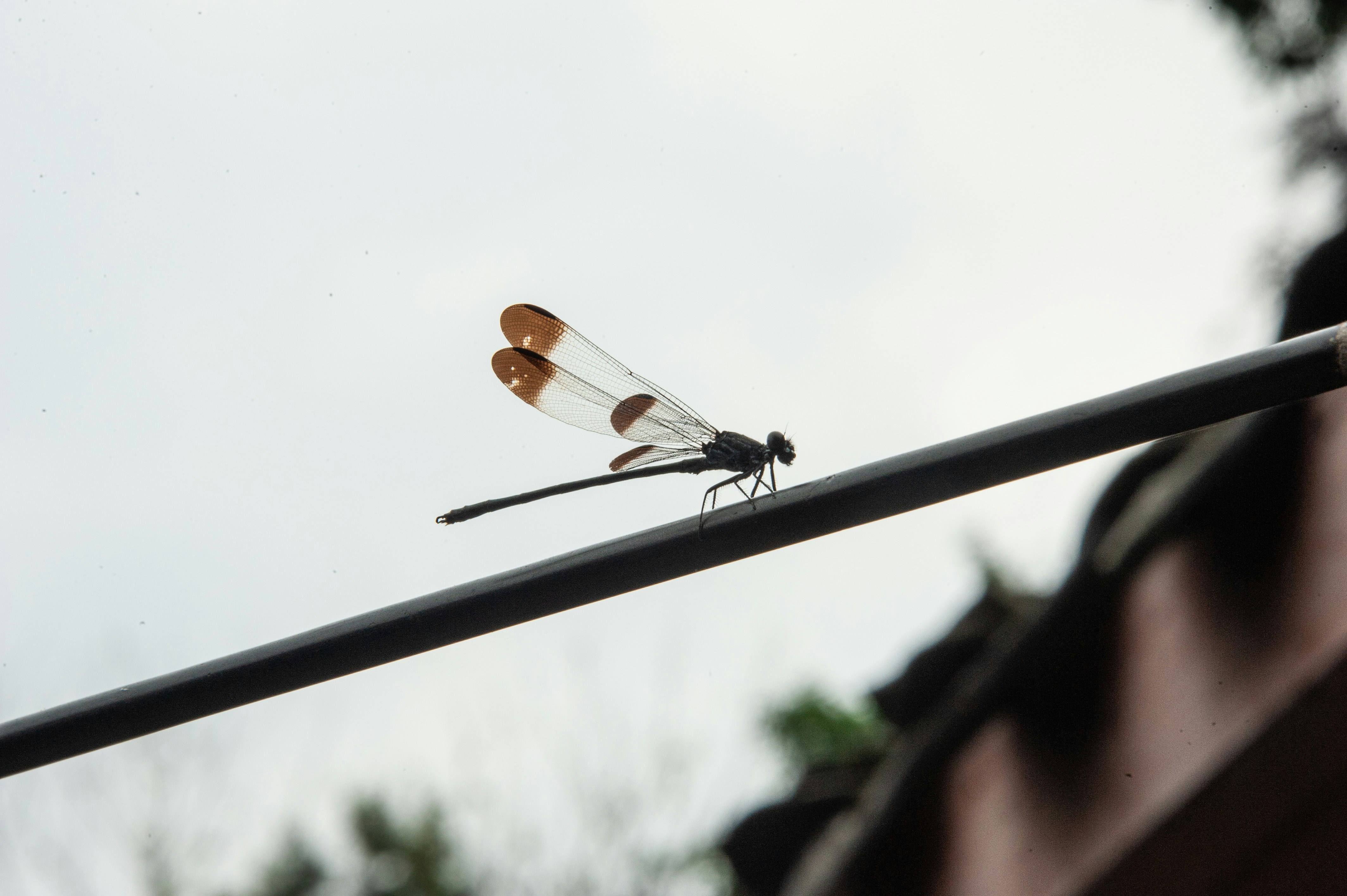 On the Line: Dragonfly in Sharp Focus on a Quiet Wire