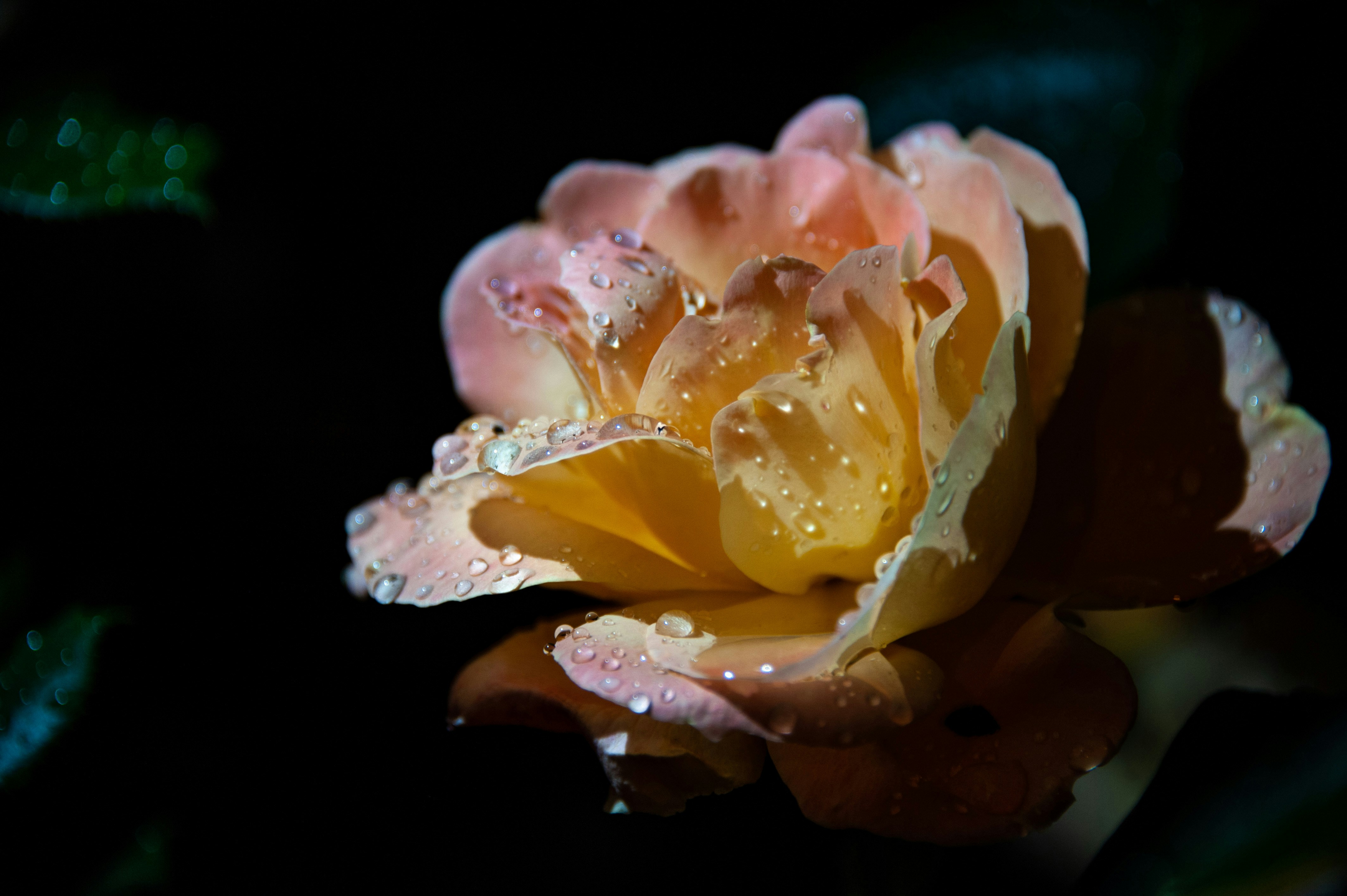 A yellow rose with water droplets on it photo – Free Flower Image on ...
