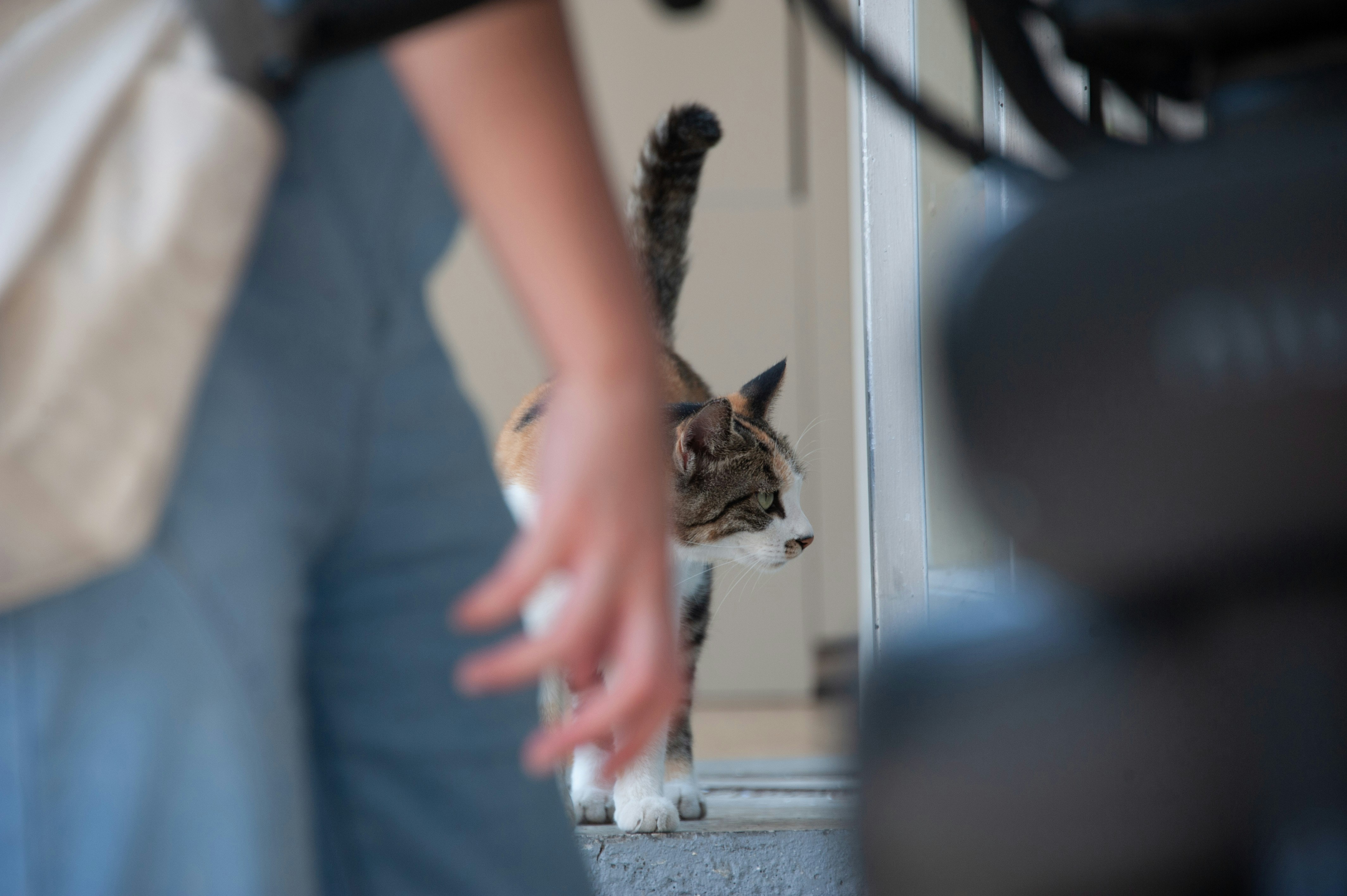 Threshold Peek: A Curious Cat Emerges into the Frame