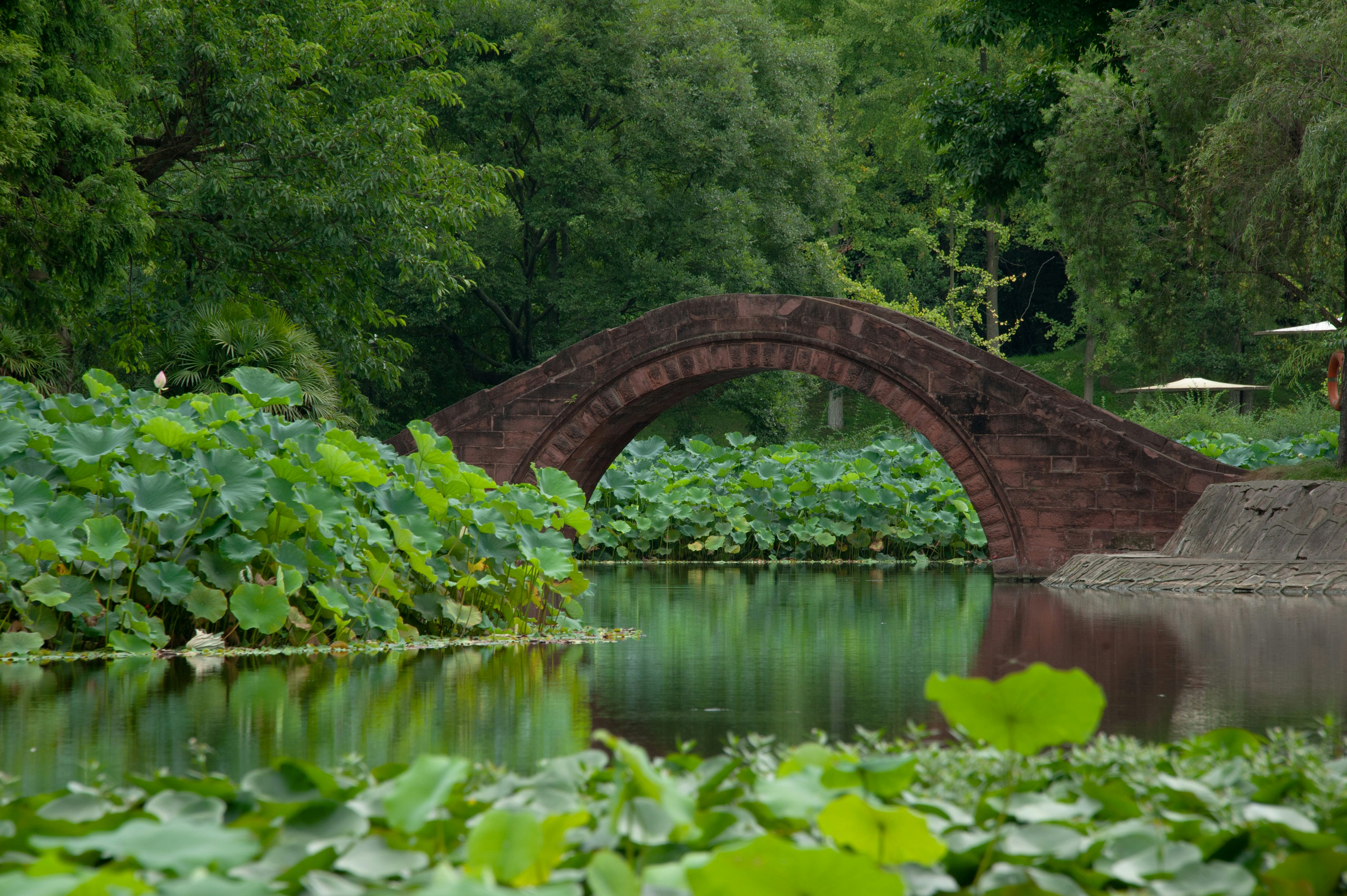 Brick Arch Over a Lotus-Lined River in a Quiet Park