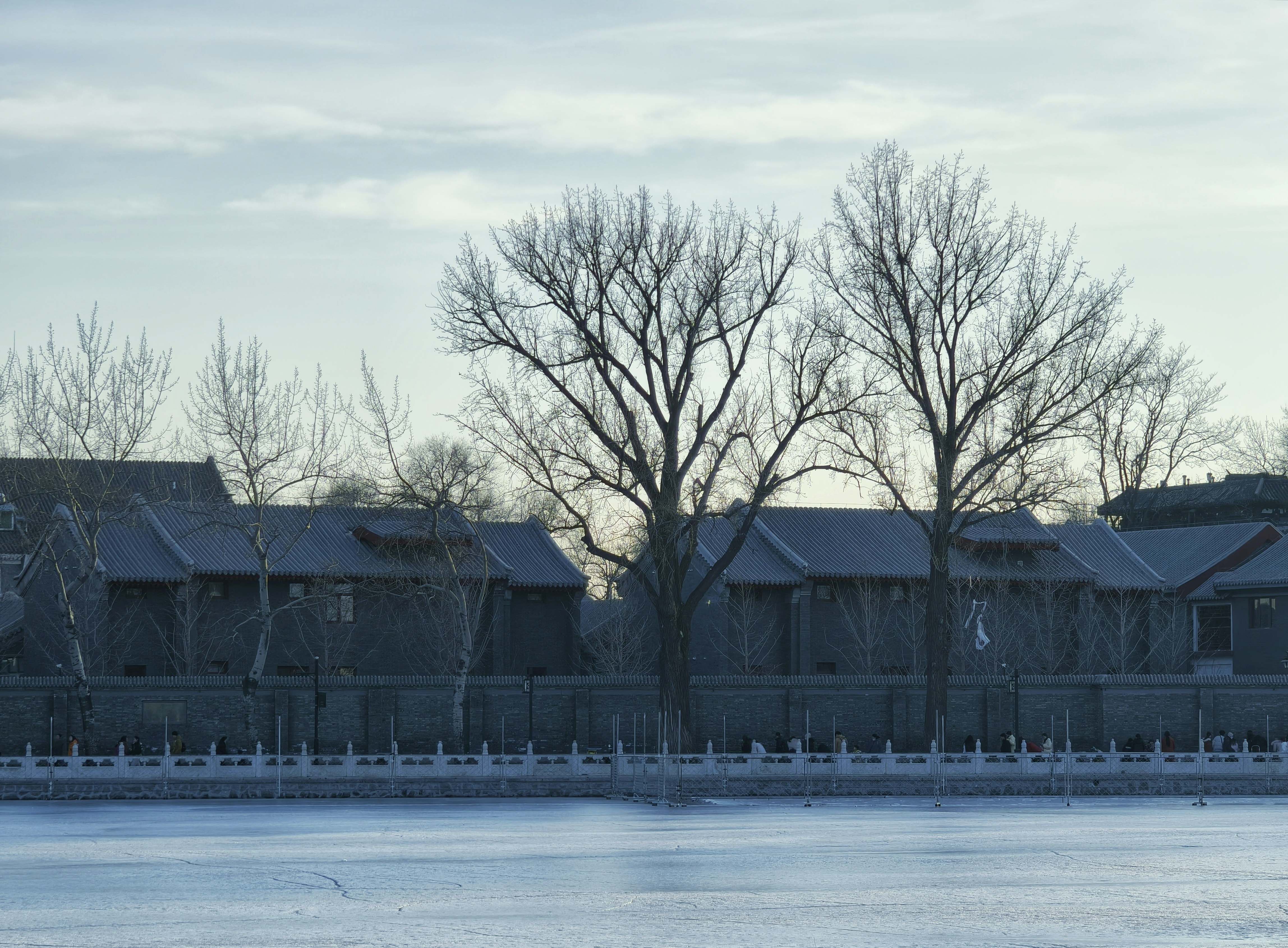 Winter Quiet: Bare Trees Against a Residential Waterfront