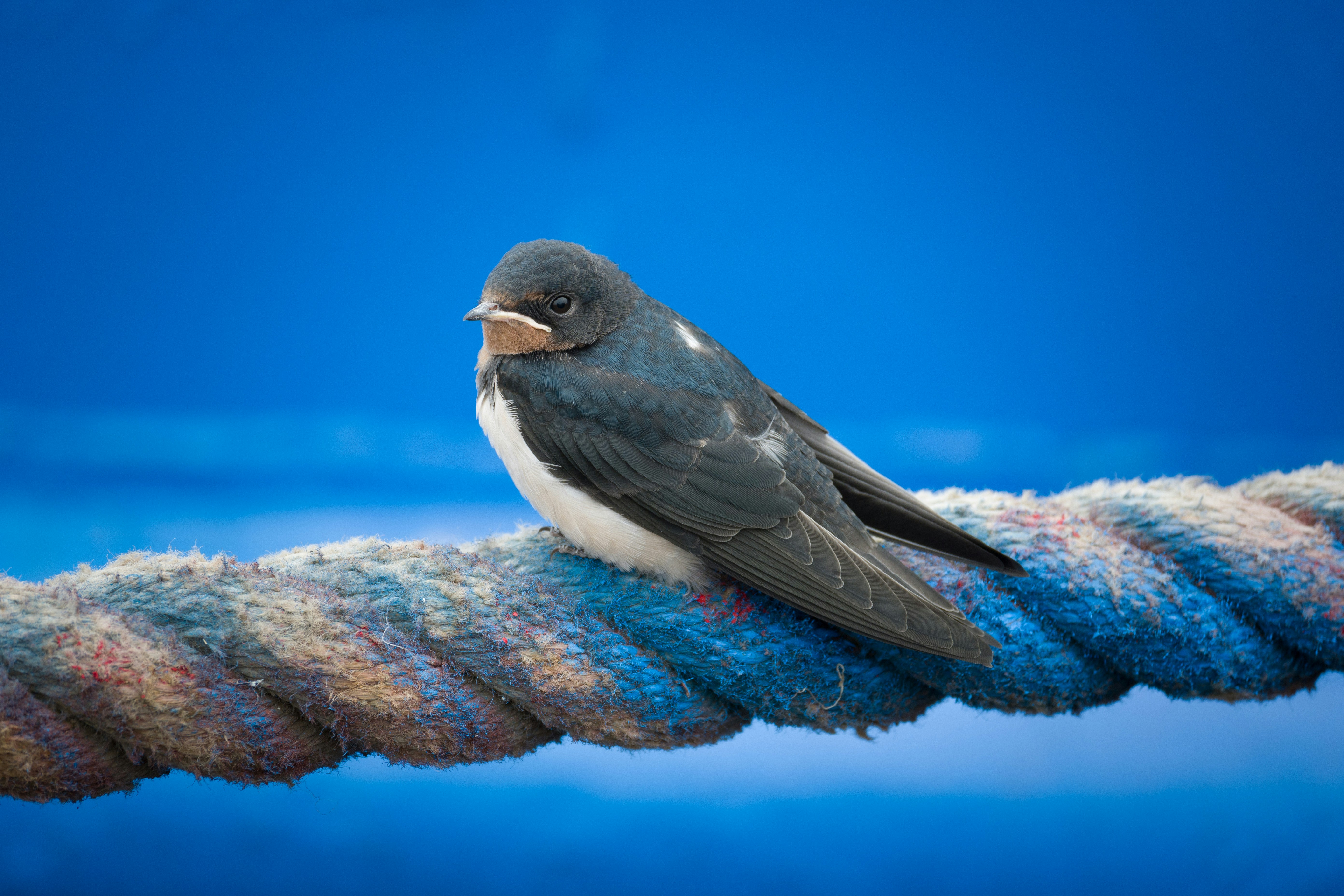 Cobalt Rope Perch: A Swallow Resting on a Weathered Line