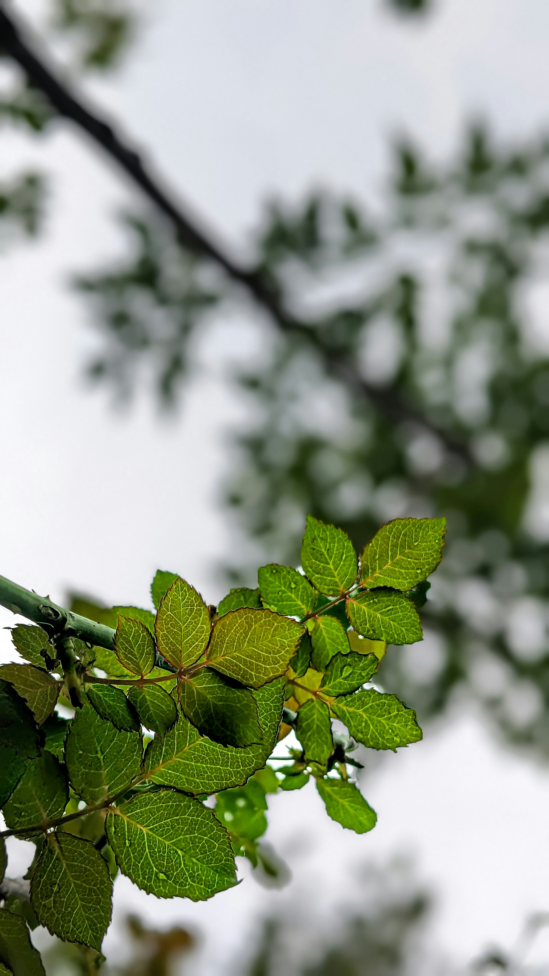 A close up of a green leafy tree branch photo – Free Flower Image on ...