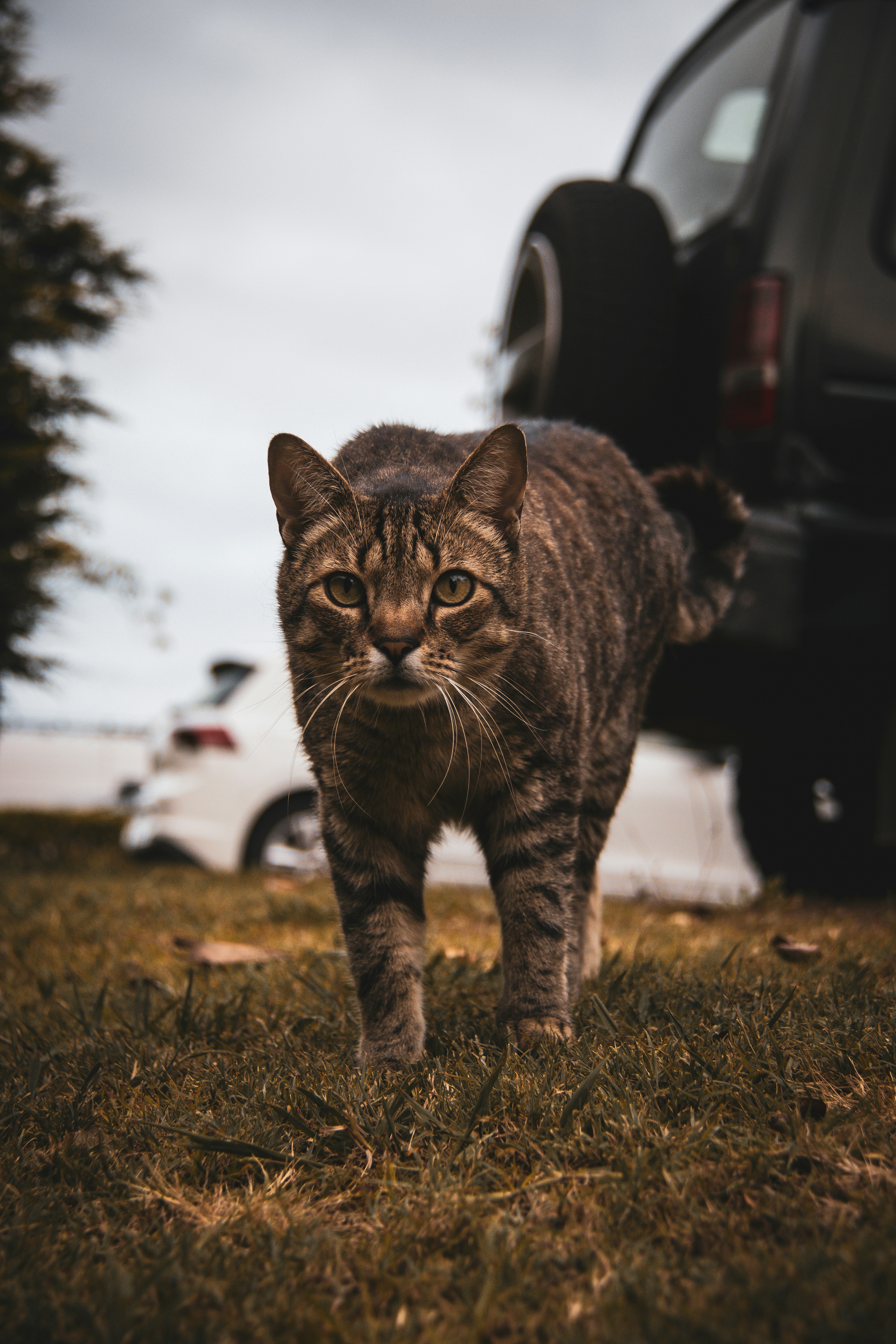 Curious Encounter: A Feline's Stroll