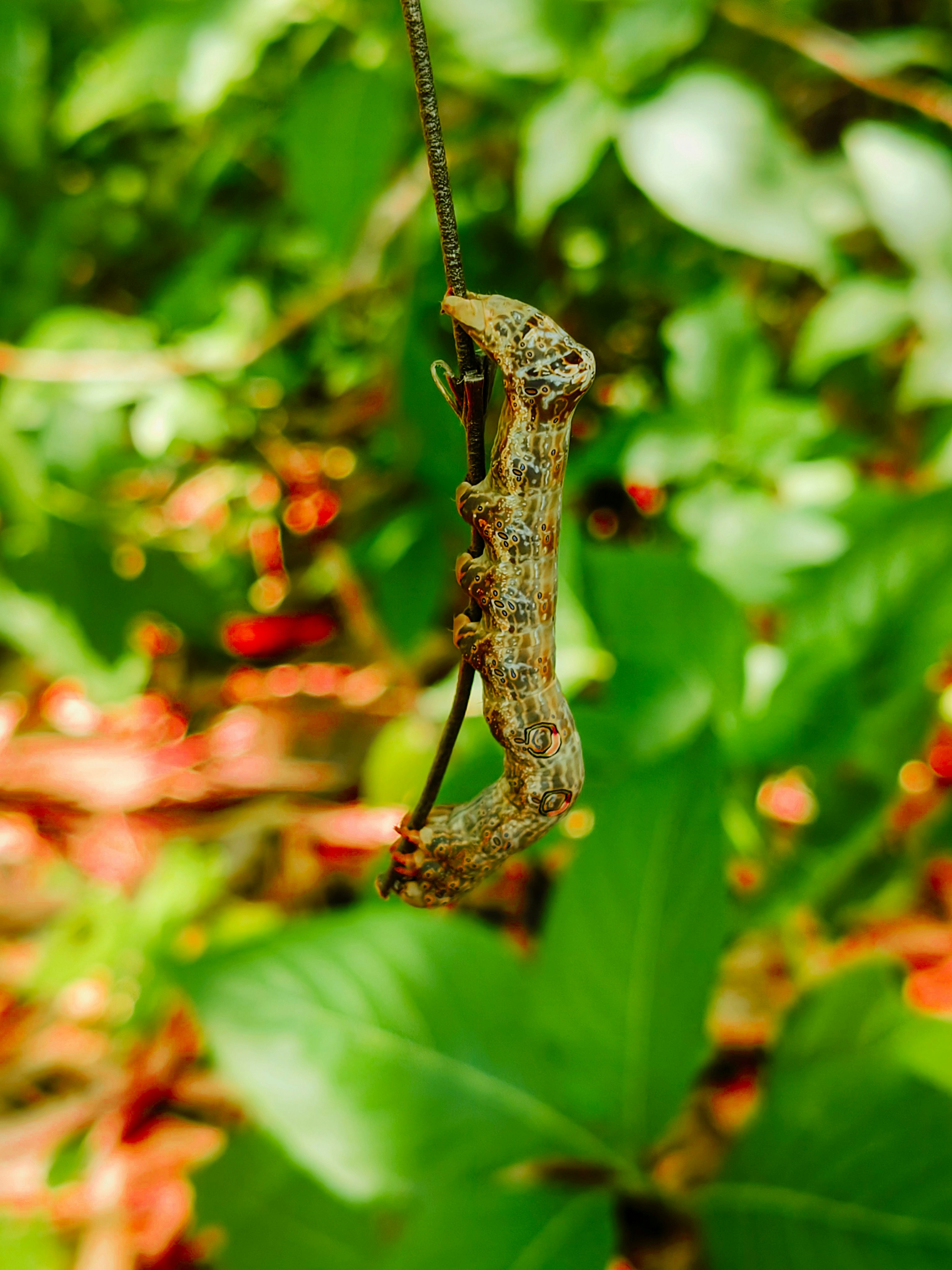 Hanging Echo: A Twigged S-Curved Caterpillar of Wood