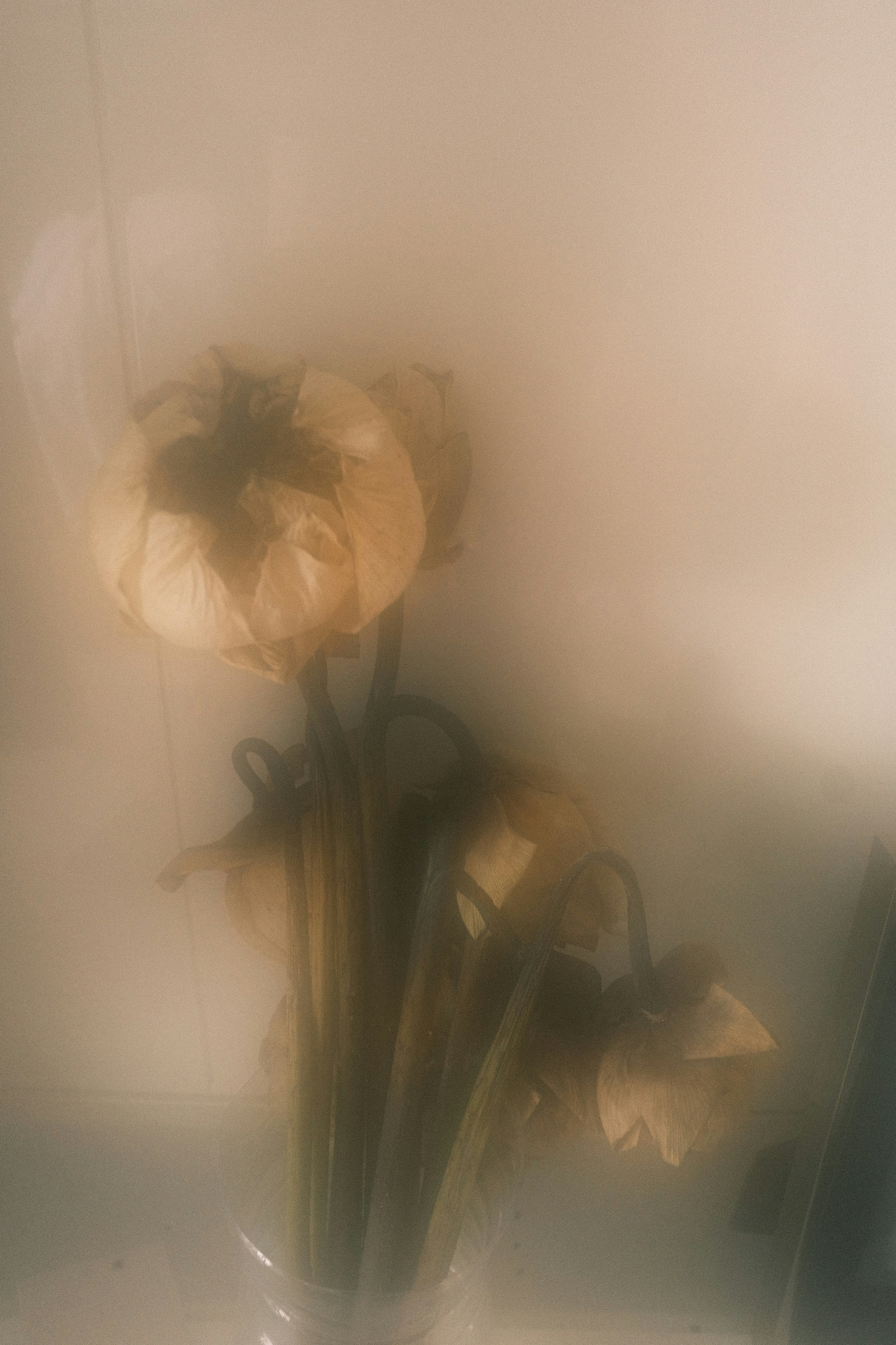 Whispers of Time: The Elegance of Withered Blooms