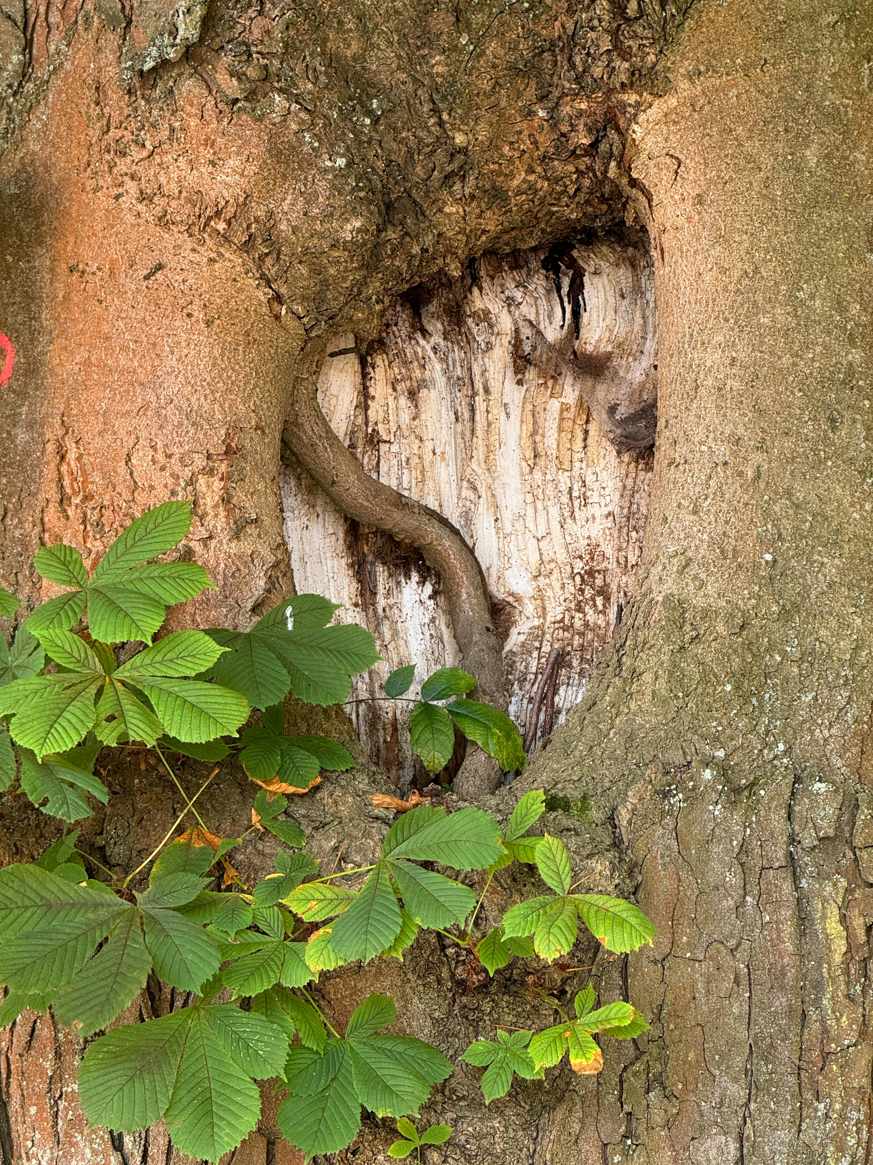 Curved Vine Draped over a Tree Hollow: Quiet Bark Portrait