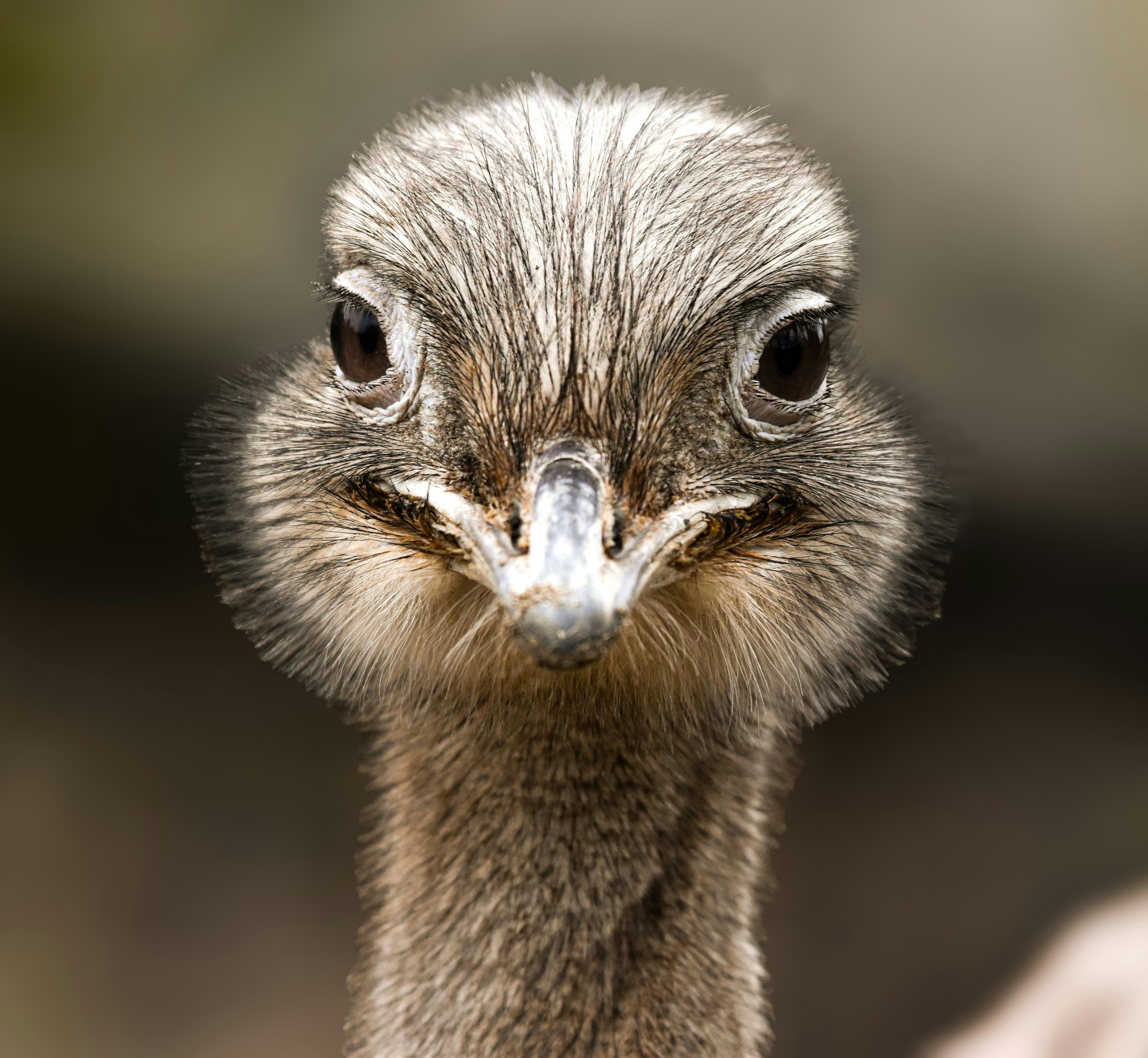 Close Gaze: A Curious Ostrich Chick Stares into the Lens
