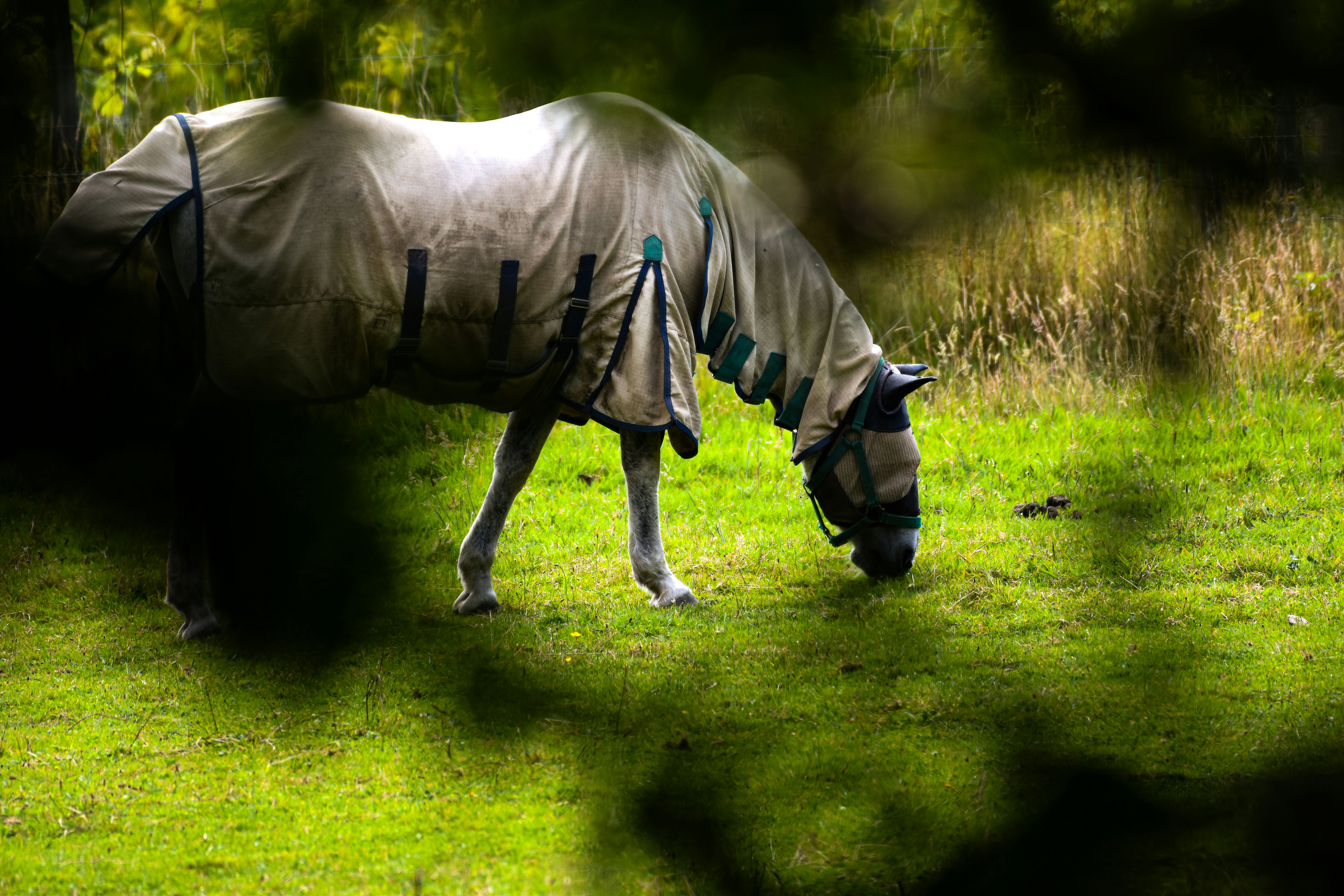 Pasture Stillness: Blanket-Clad Pony Grazes in Sunlit Field