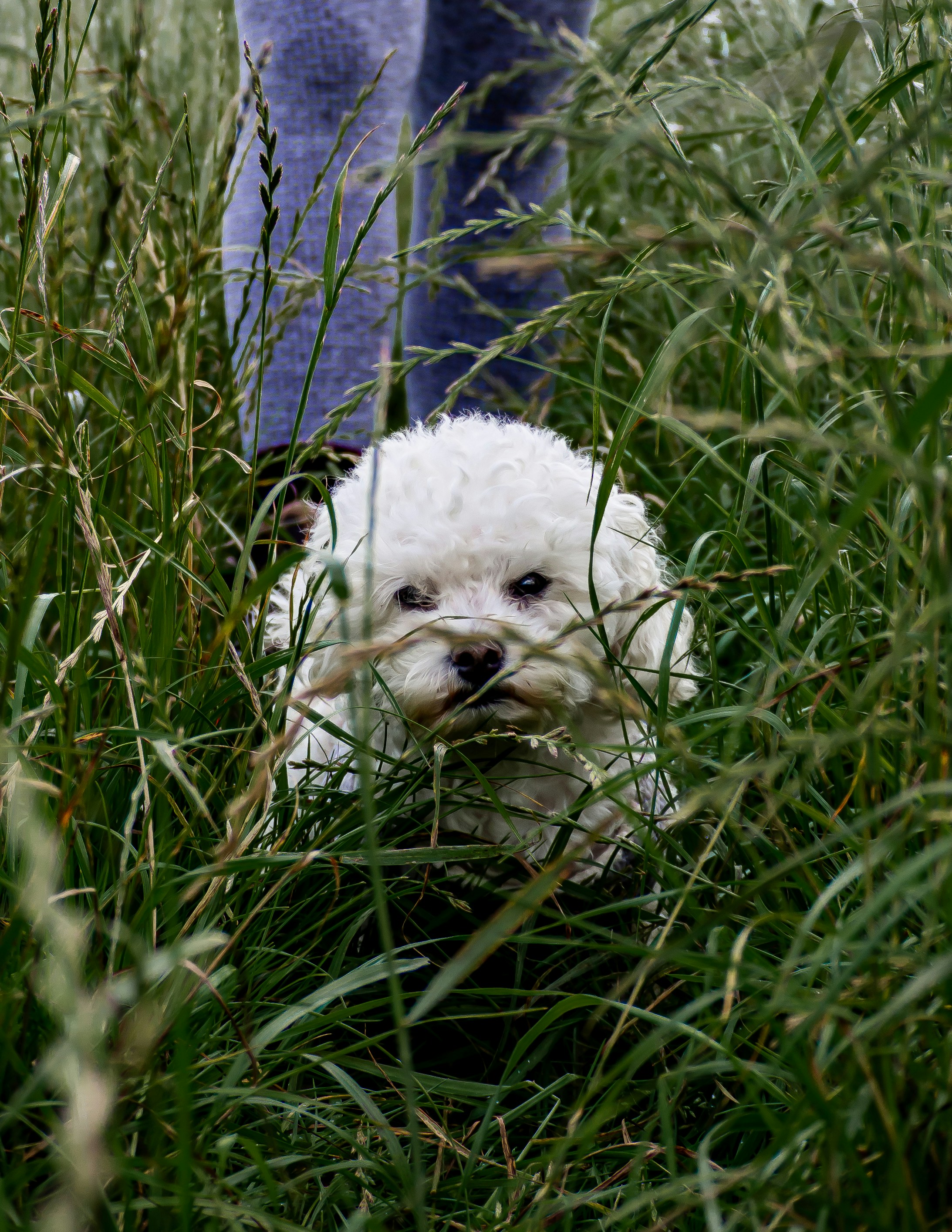Hidden Meadow Pup: A fluffy white face peeks through emerald grass