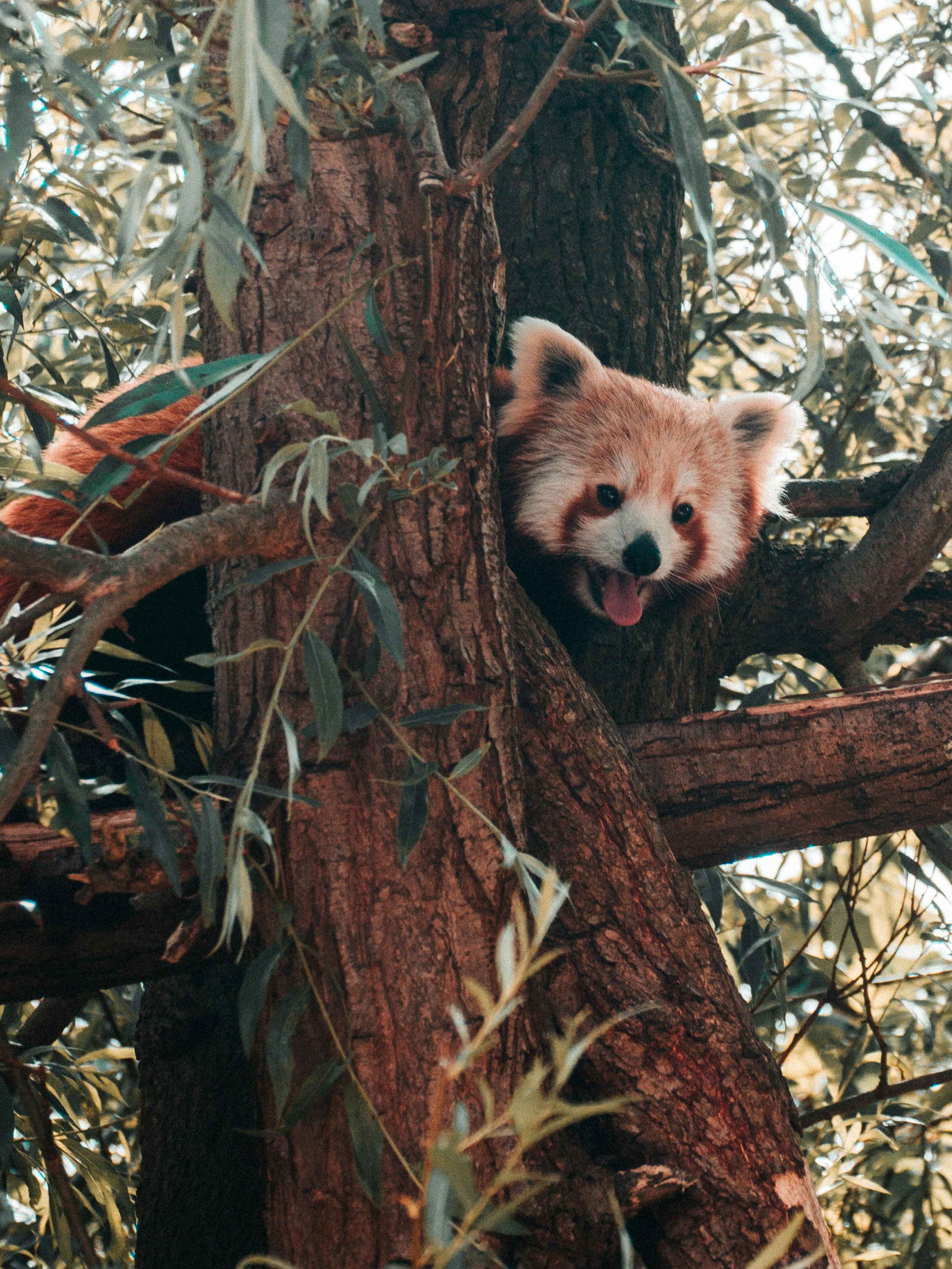 Red Panda Peek: A Tree-Hollow Moment