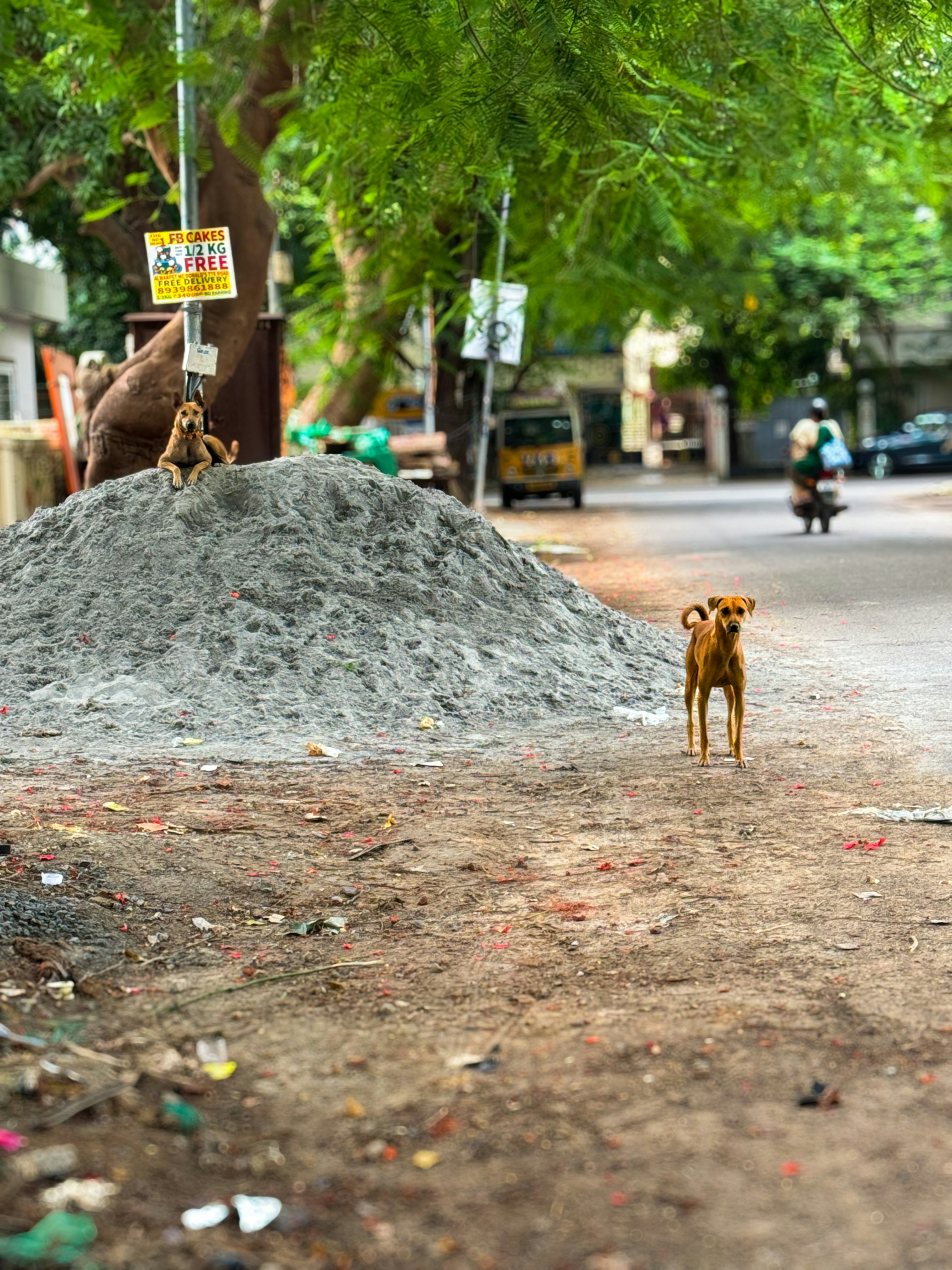 Dusty Threshold: A Street Dog Keeps Watch on a Quiet Corner