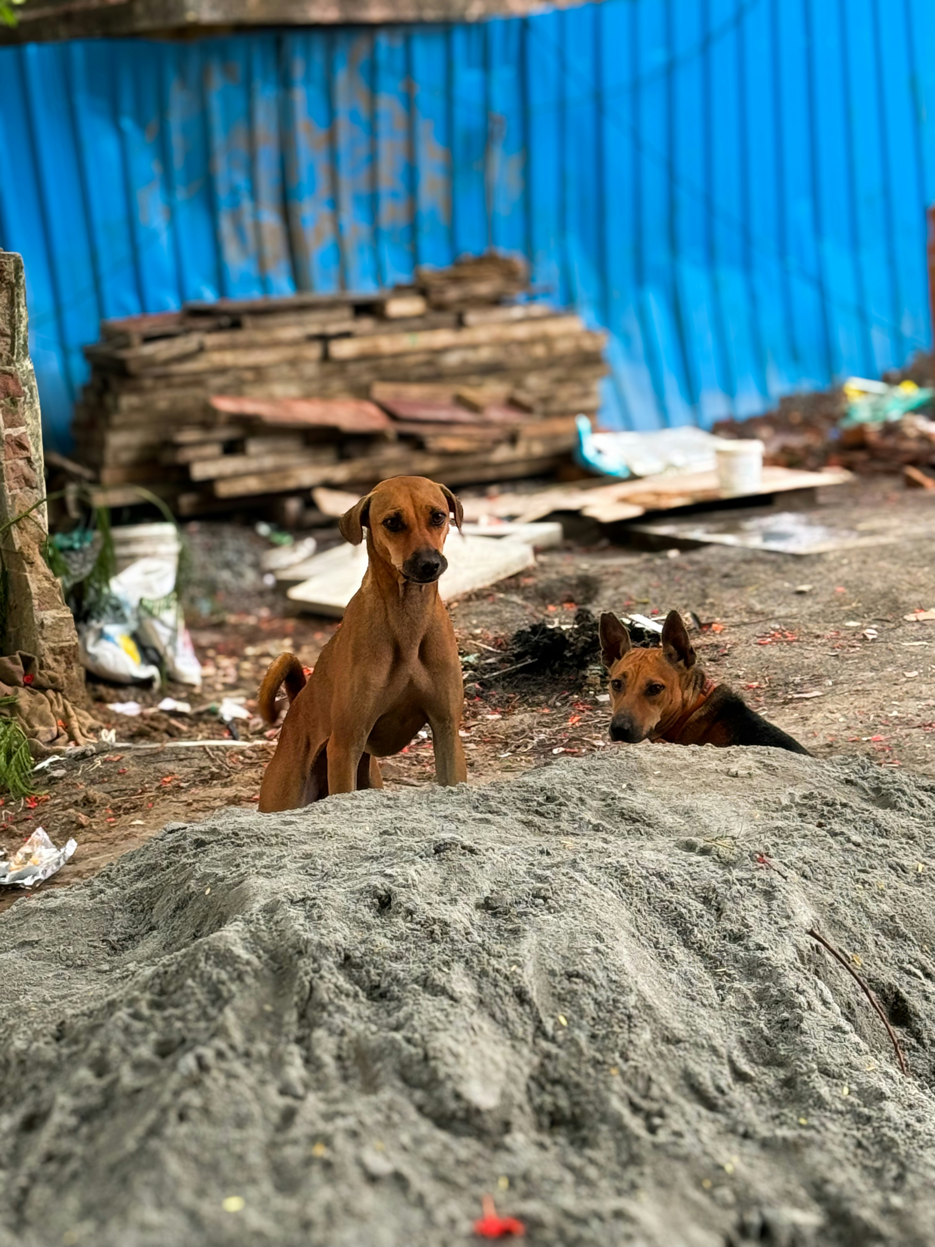 A couple of dogs sitting on top of a pile of dirt photo – Free Dogs ...