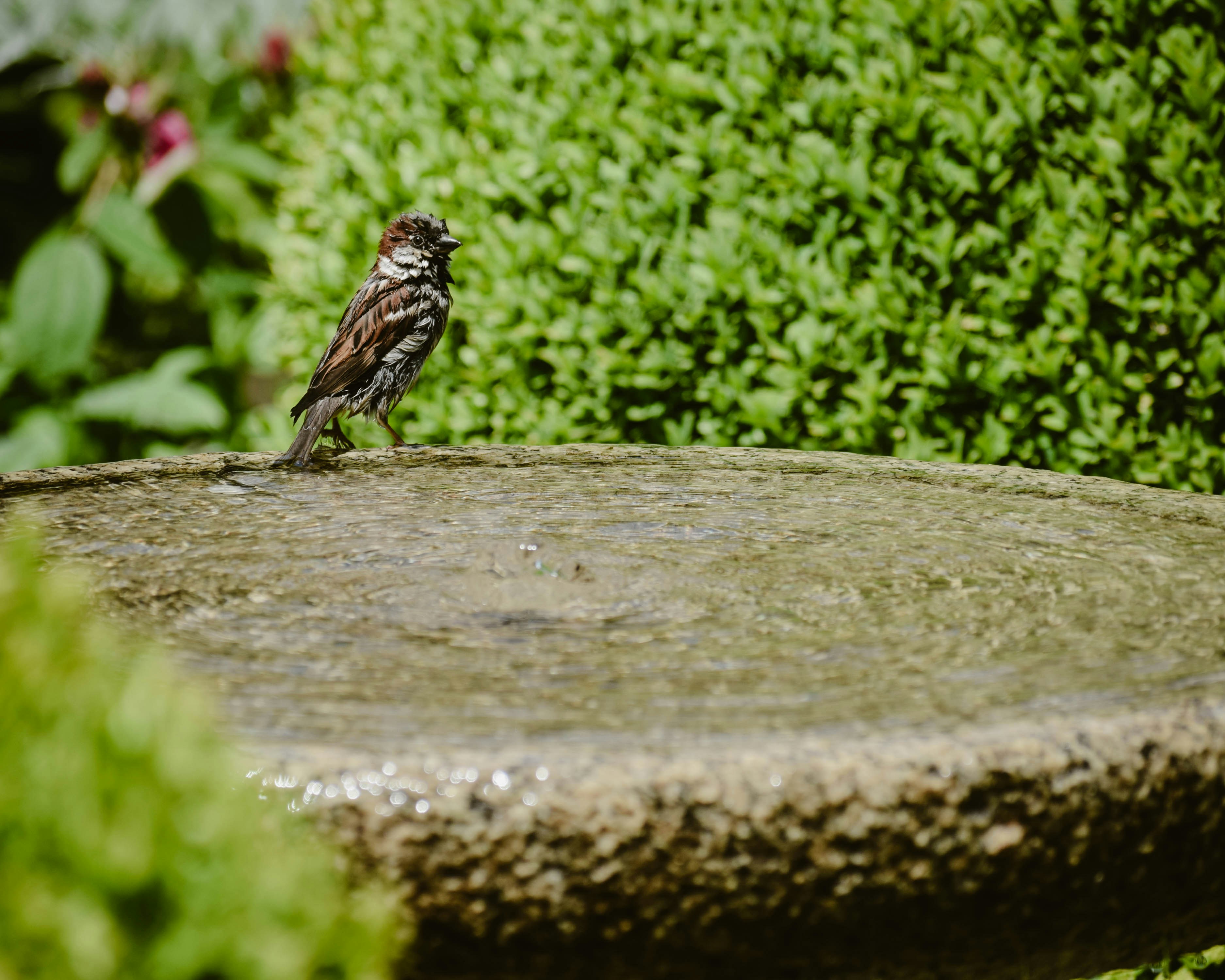 Speckled Songbird Perched on a Weathered Circular Stone