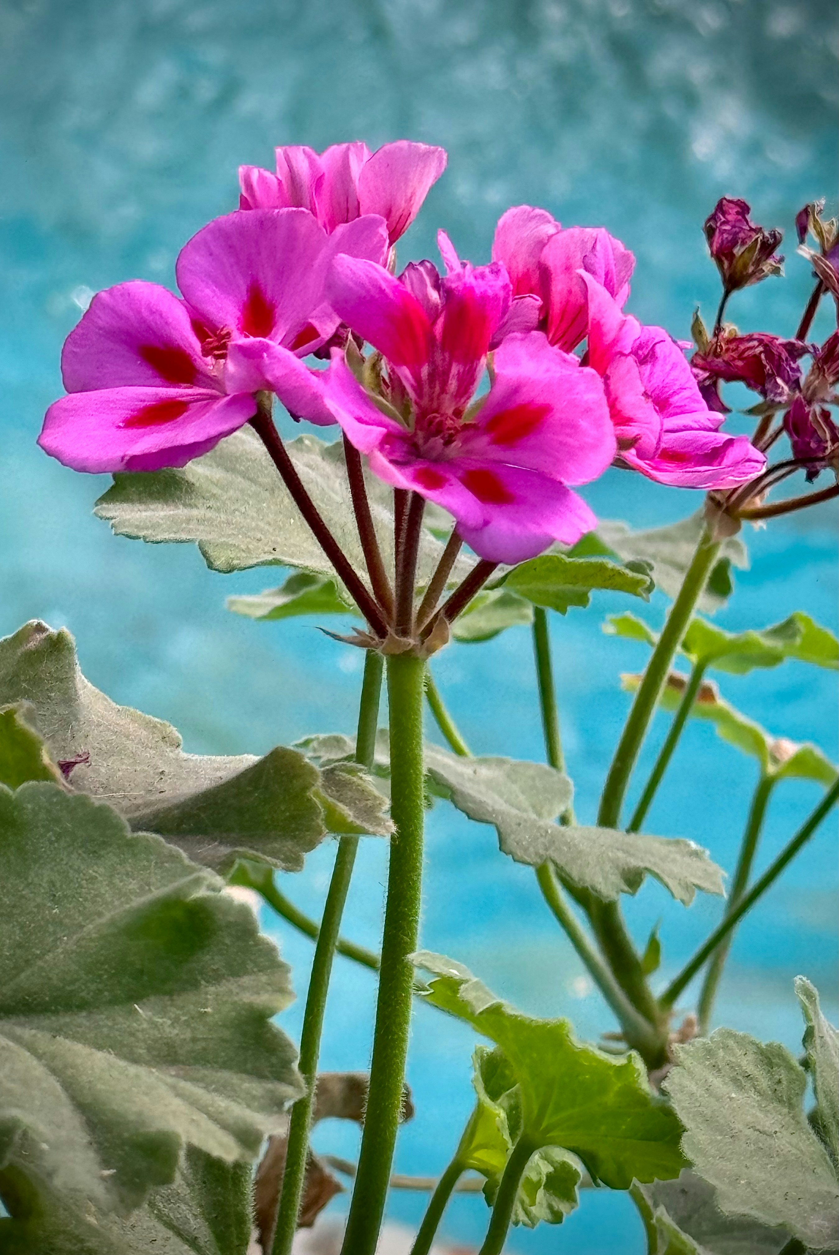 Vivid Pink Geranium Cluster Against Aqua Backdrop