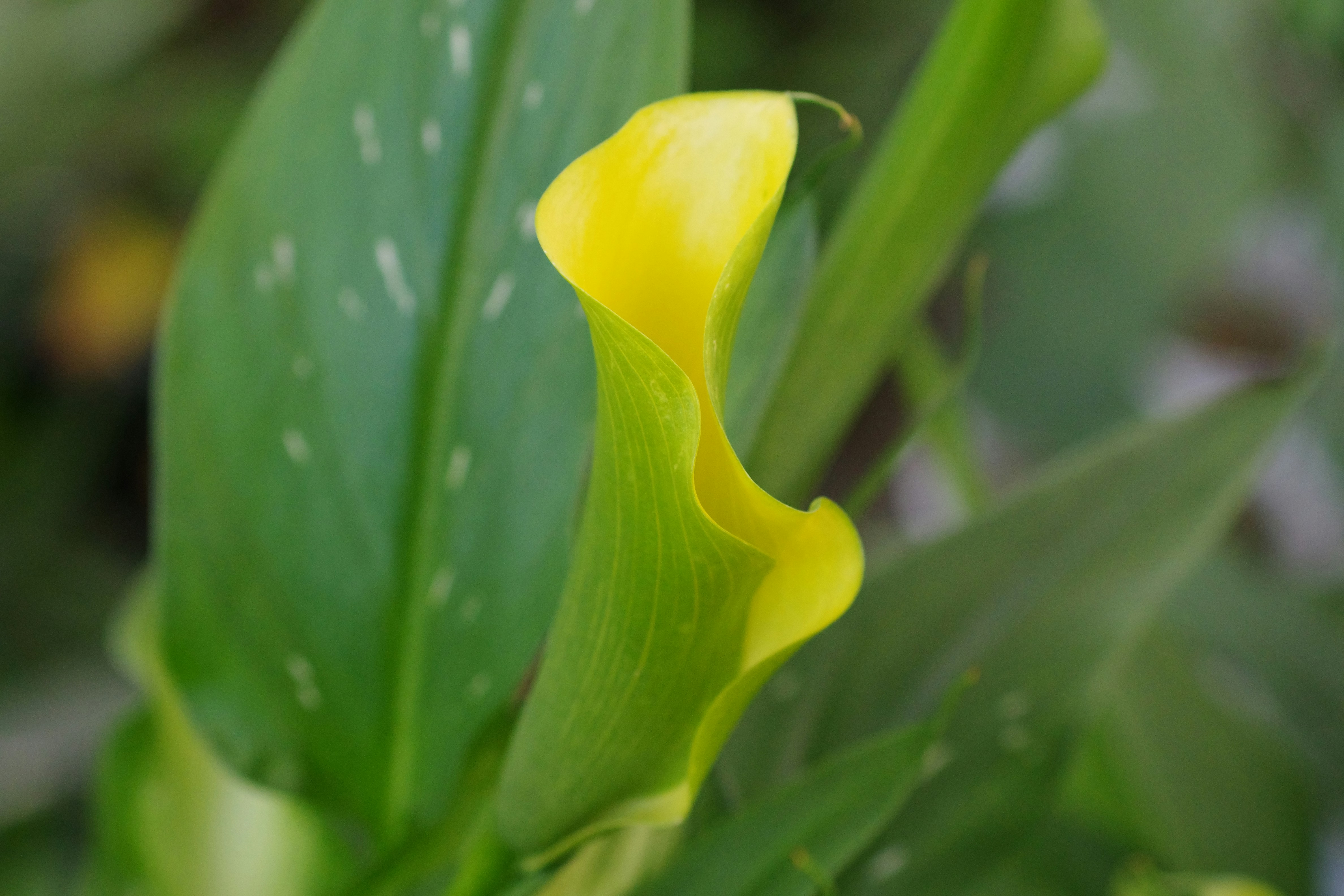 The Golden Fold: Macro Portrait of a Calla Lily